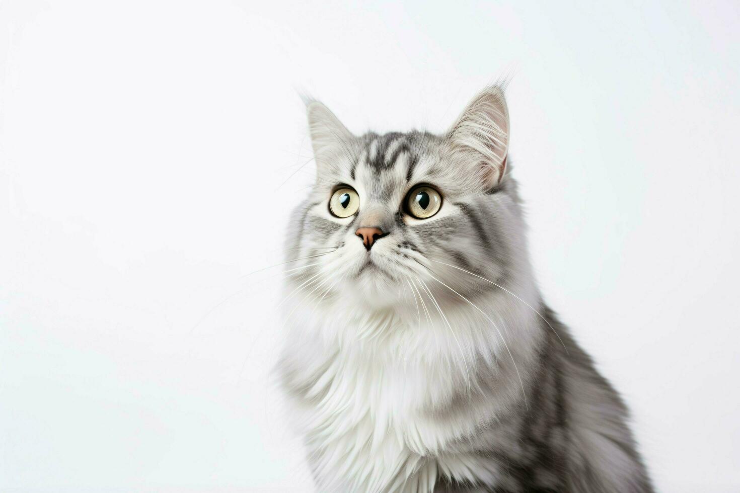photo of a cat on a plain white background. ai generated 33027216 Stock ...