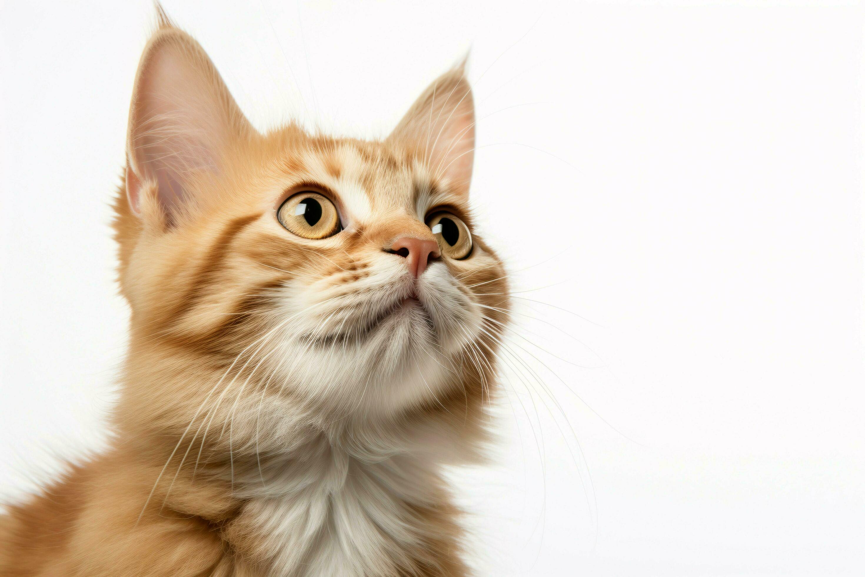 photo of a cat on a plain white background. ai generated 33027781 Stock ...