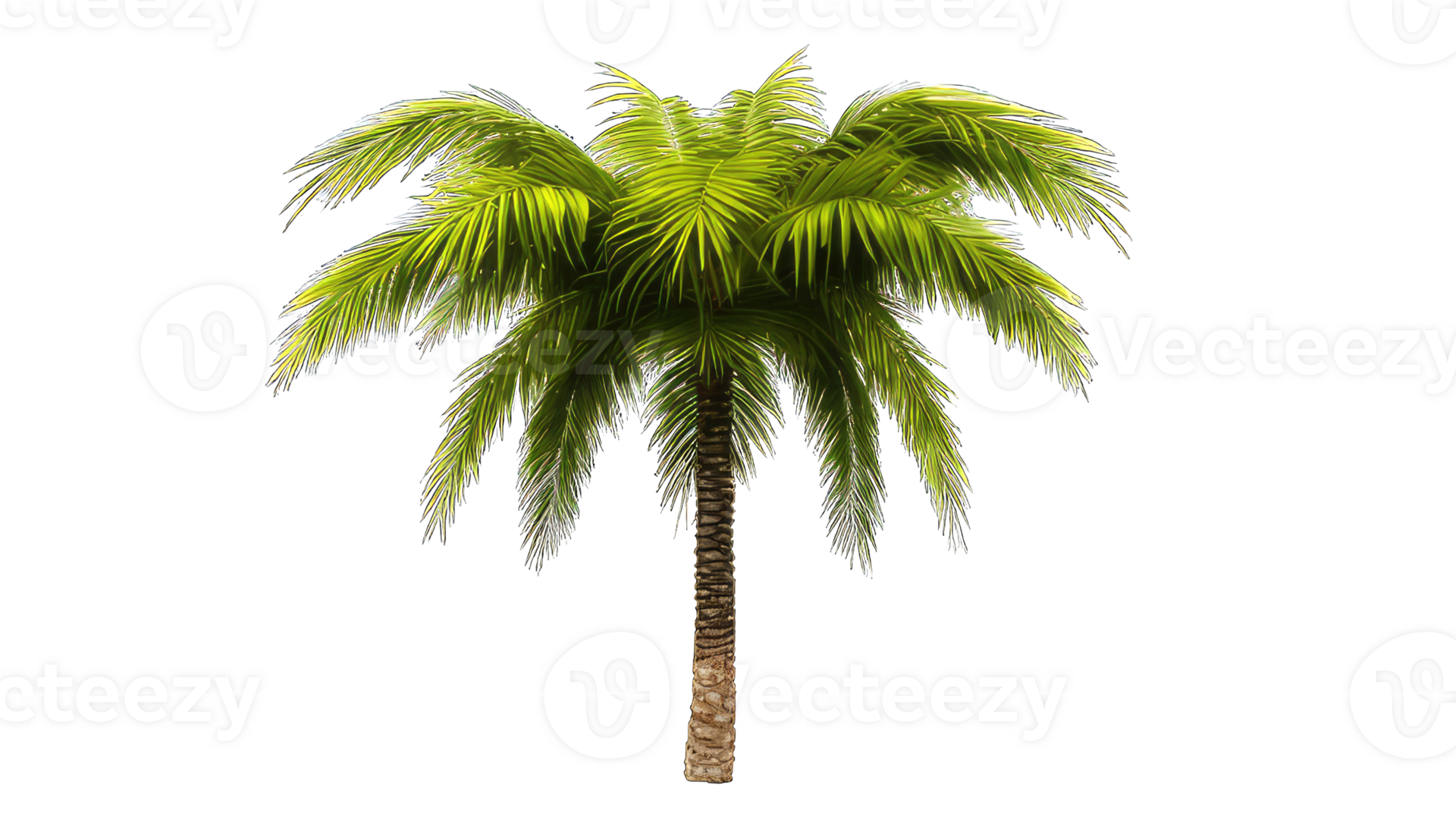 palm tree transparent background 33045894 PNG