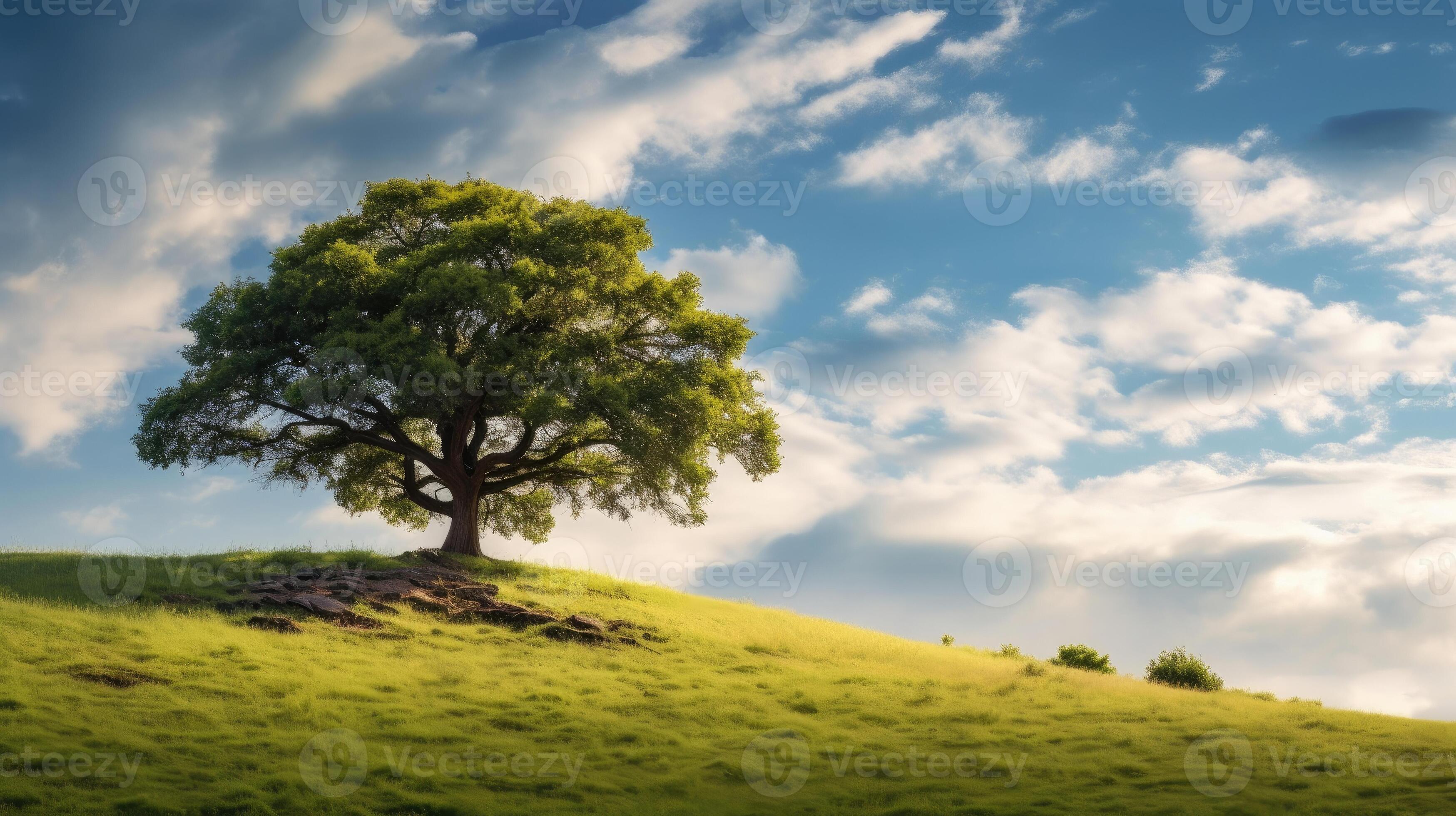 Landscape view of one big tree on the top of the hill with green grass ...