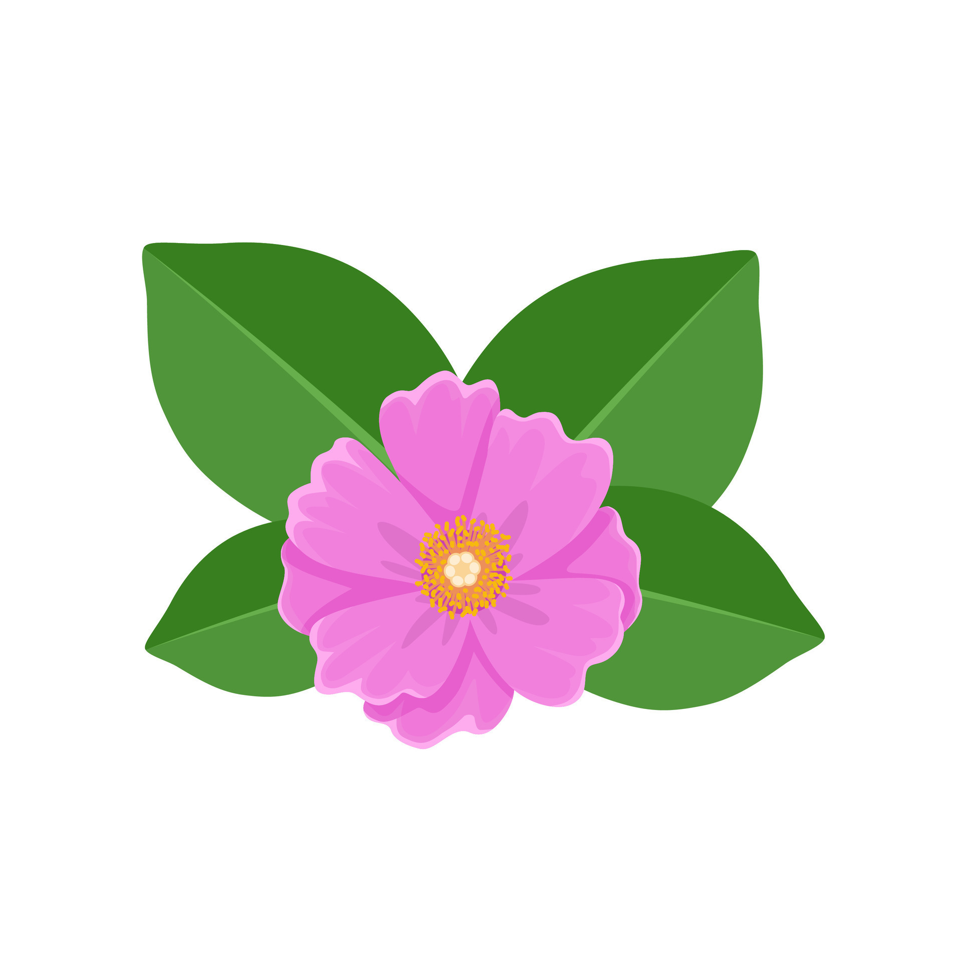 Vector Illustration Rose Cactus Scientific Name Pereskia Grandifolia With Green Leaves