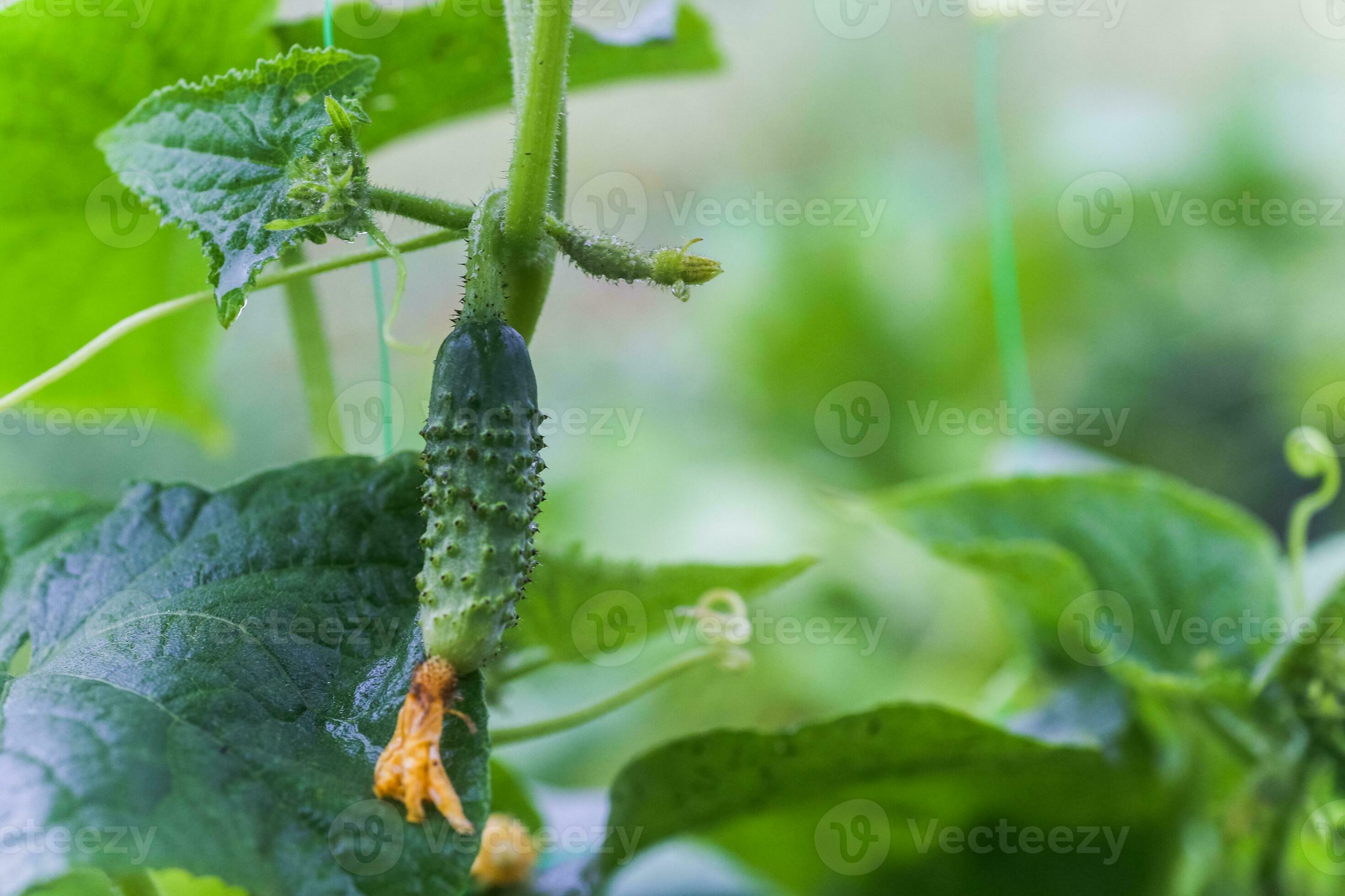 Fresh Young Green Cucumber On A Bush Small Cucumber Among The Leaves And Yellow Flowers