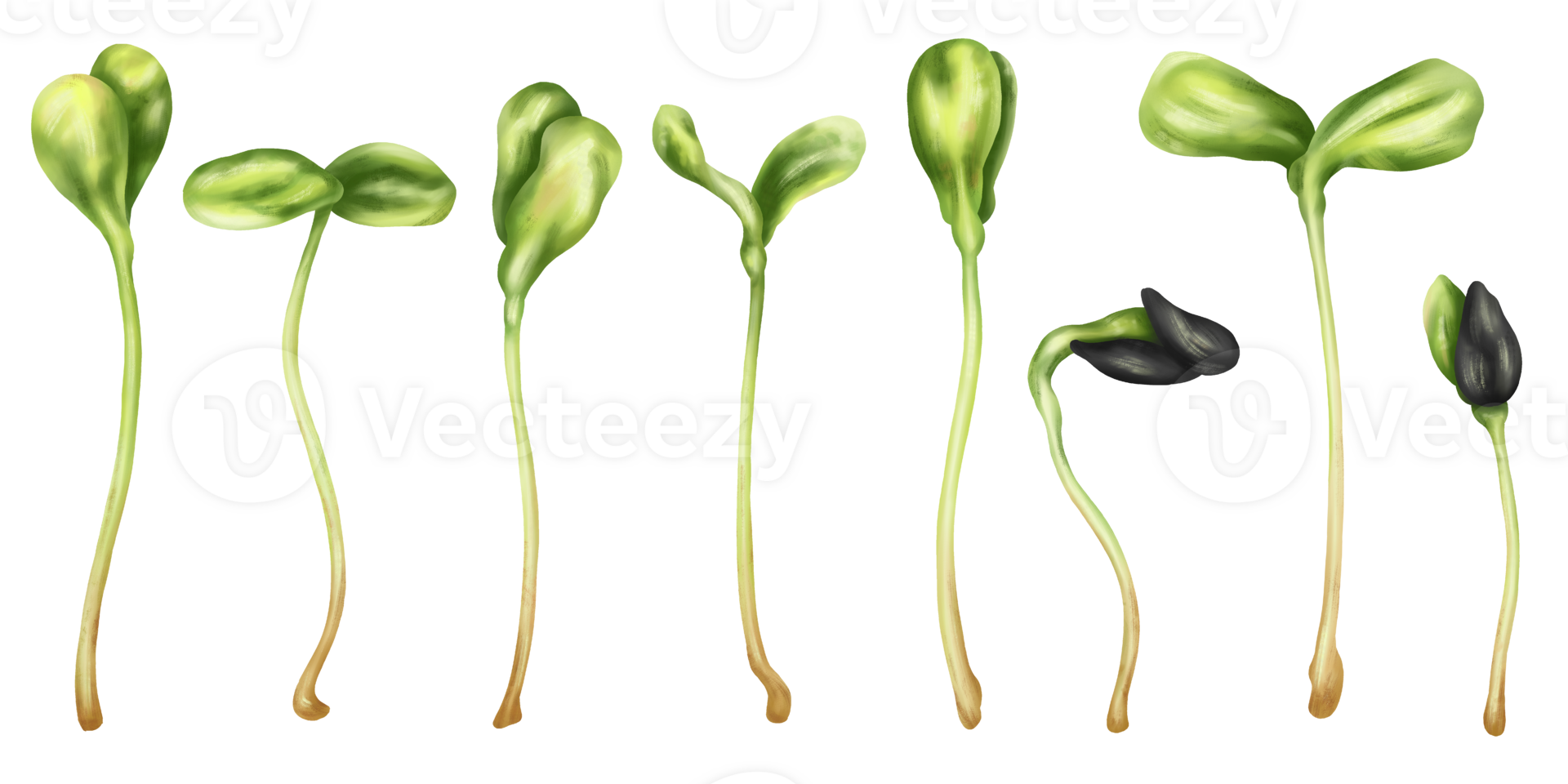 Illustration of sunflower micro-greenery in watercolor style. Young ...