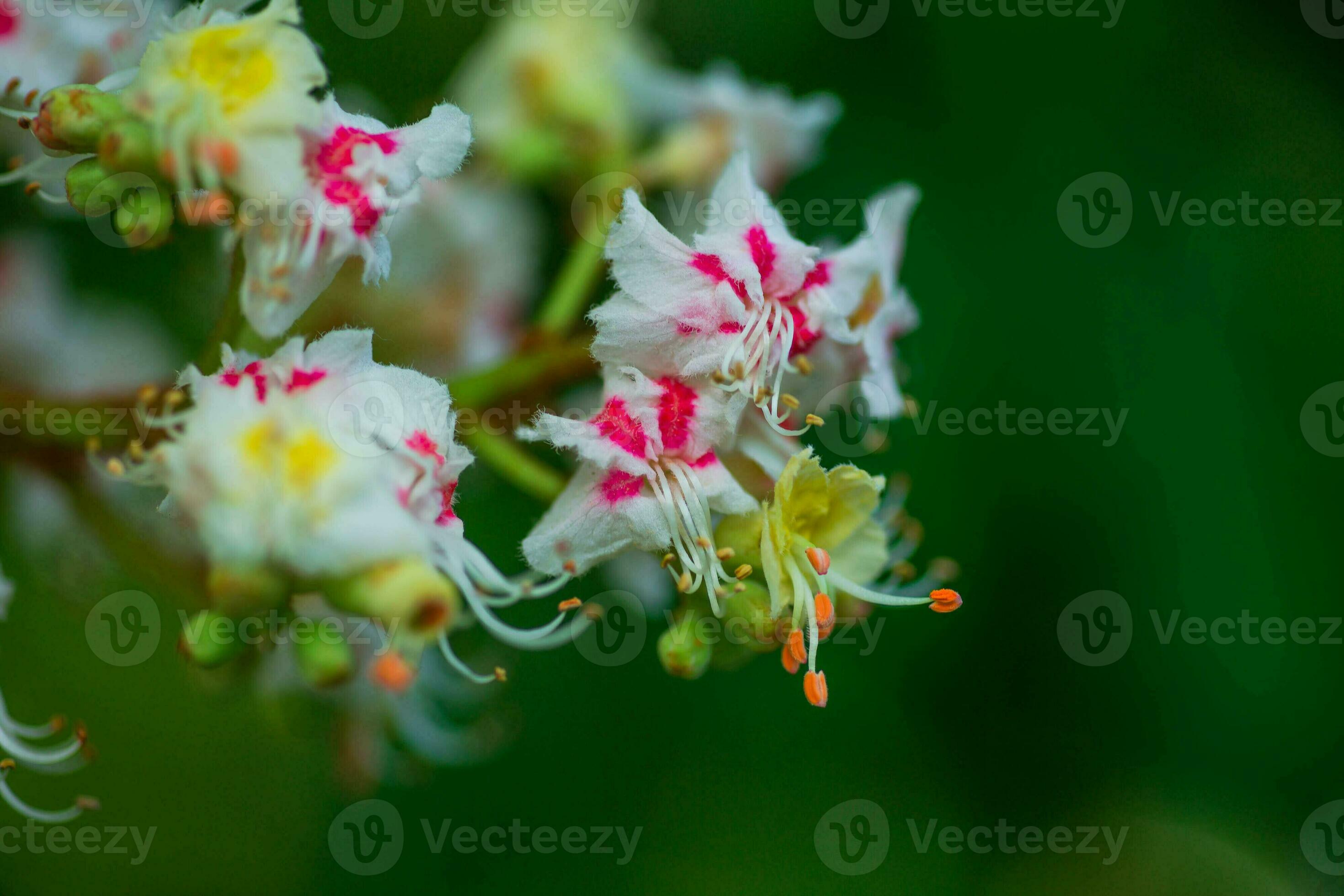 chestnut Flowers and buds on in spring. Bright green leaves close up ...