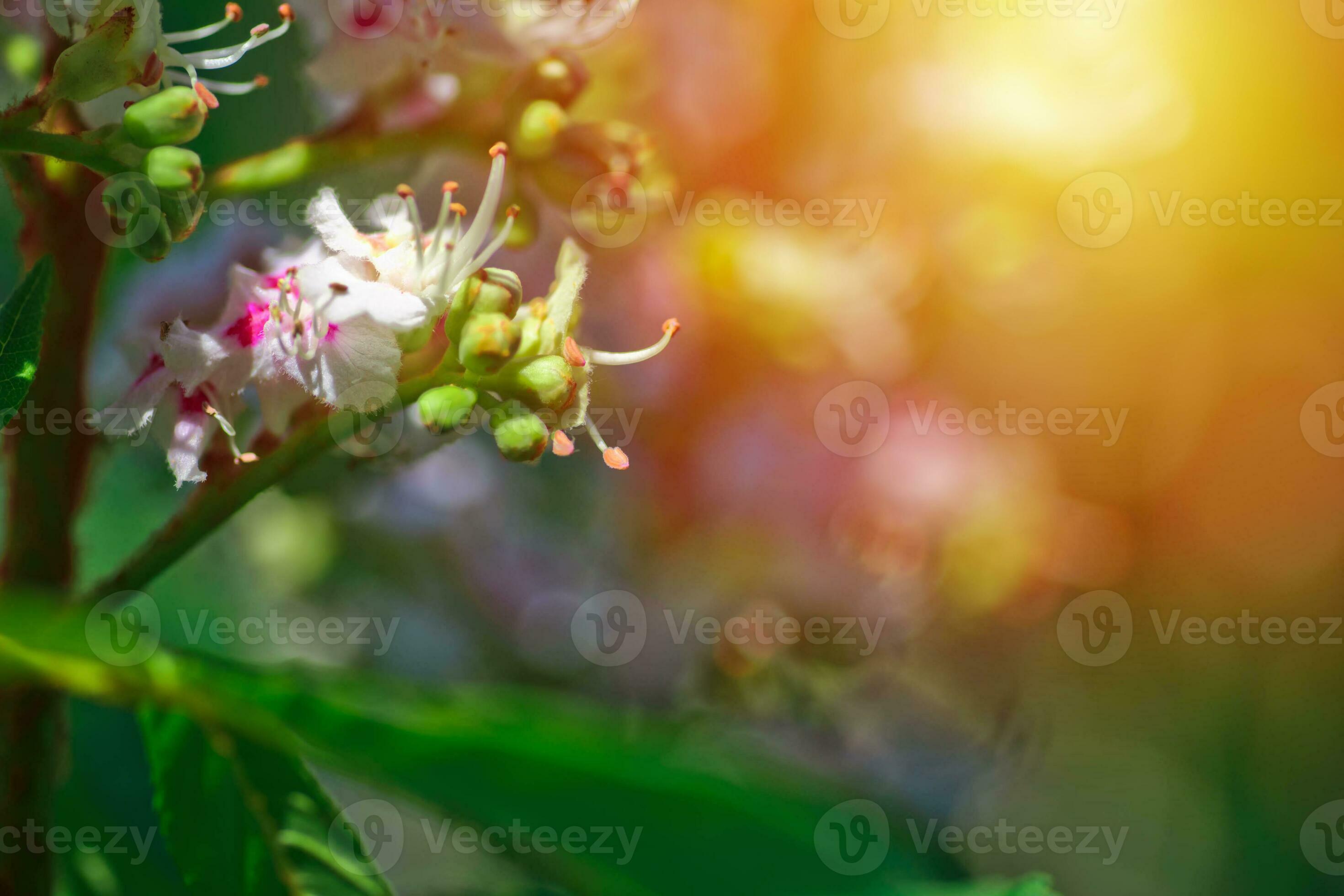 chestnut Flowers and buds on in spring. Bright green leaves close up ...