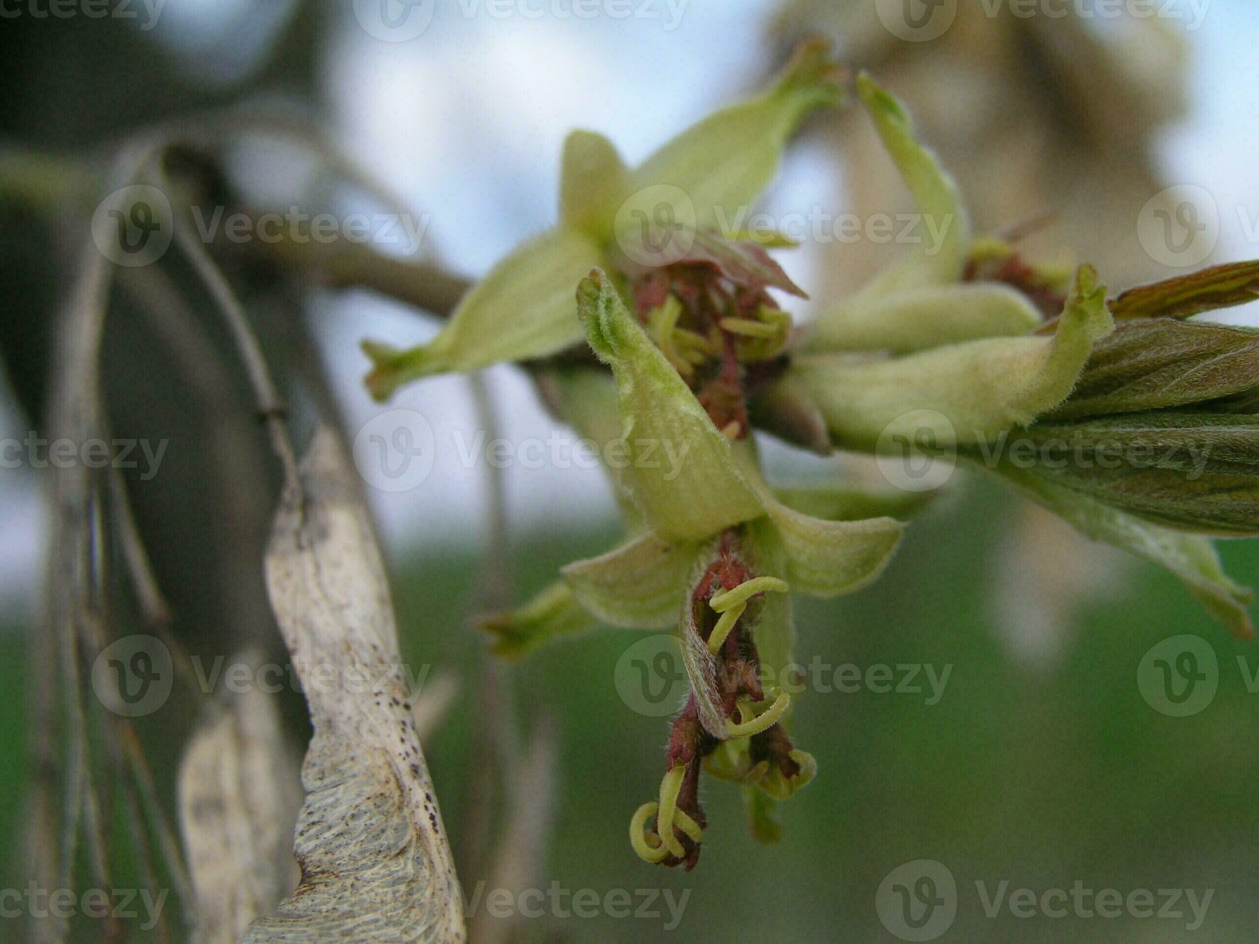 Acer negundo Box elder, boxelder maple, ash-leaved maple, and maple ash, a flower blooming in ...