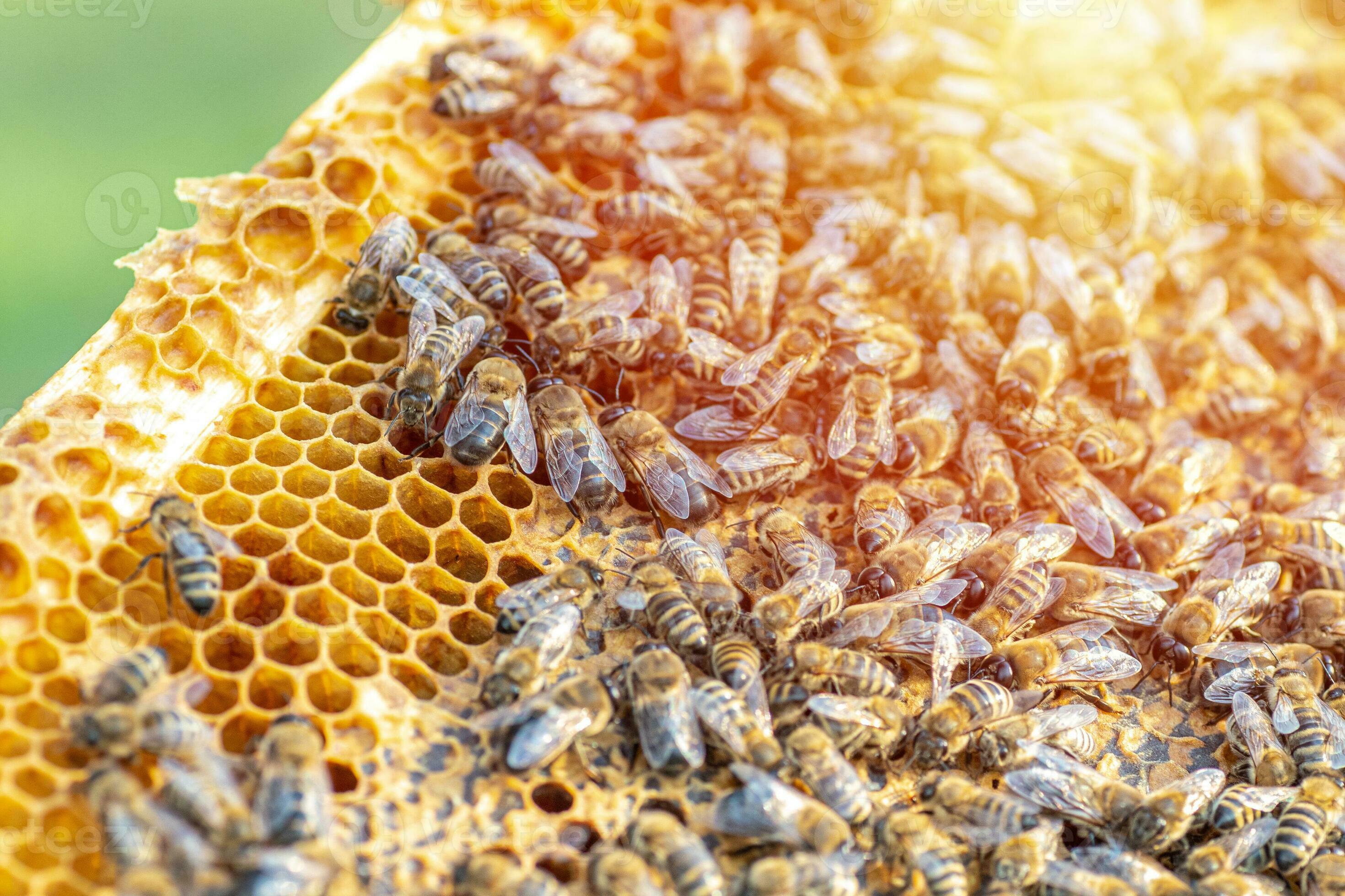 Drones On A Wax Frame Surrounded By Bee Colonies Beekeeping Growing Drones To Select Sperm