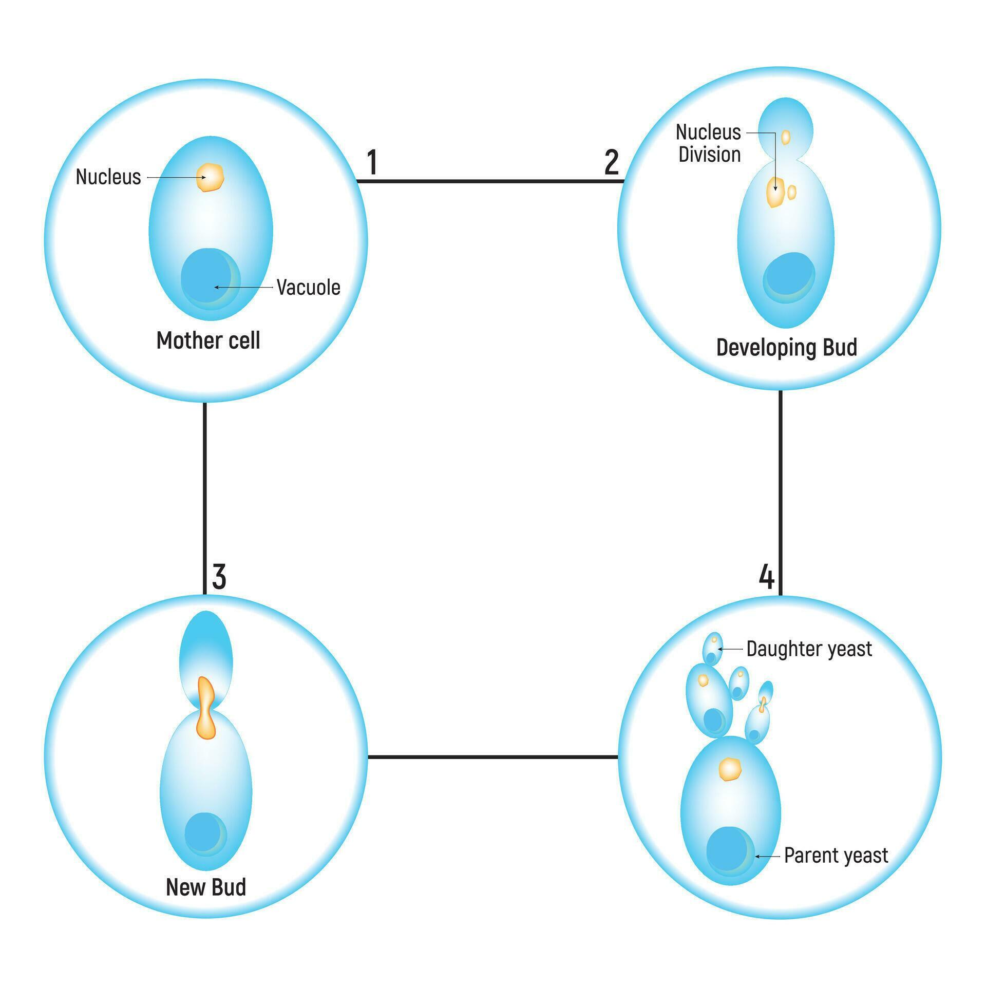 Budding Yeast Asexual Reproduction Design Vector Illustration 33240381 Vector Art At Vecteezy