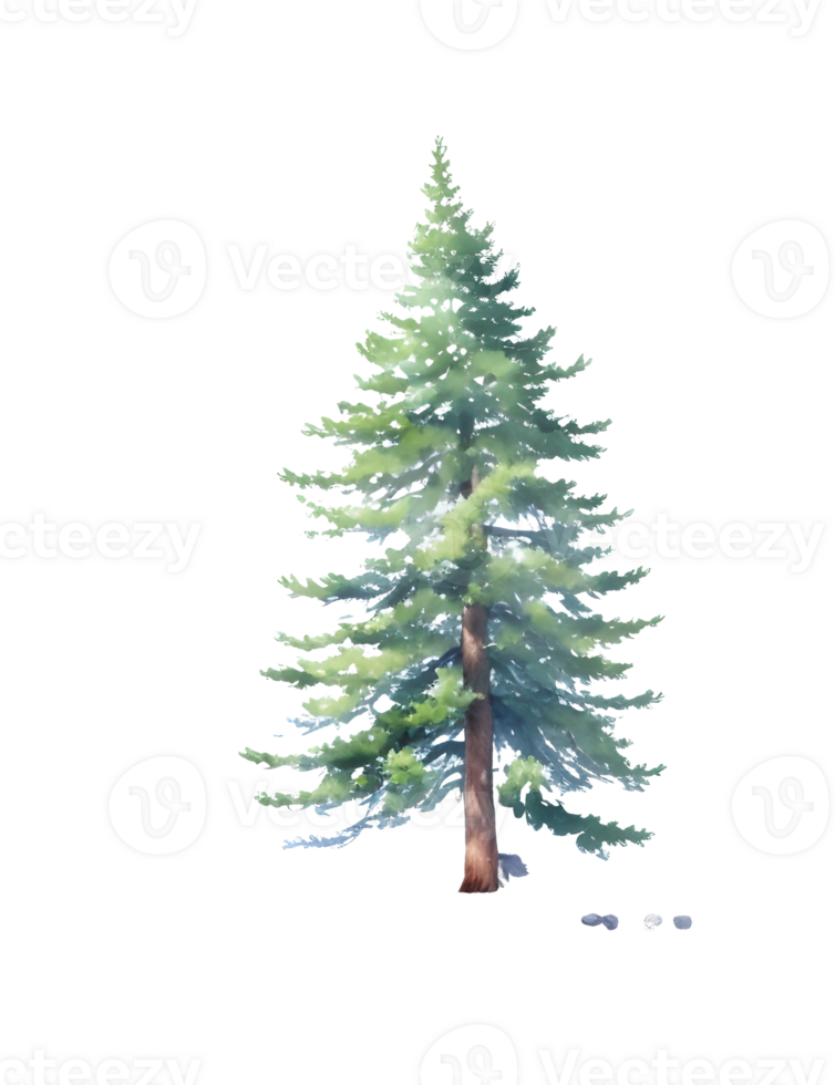 Pine tree watercolor 33289495 PNG Pine tree watercolor 33289495 PNG
