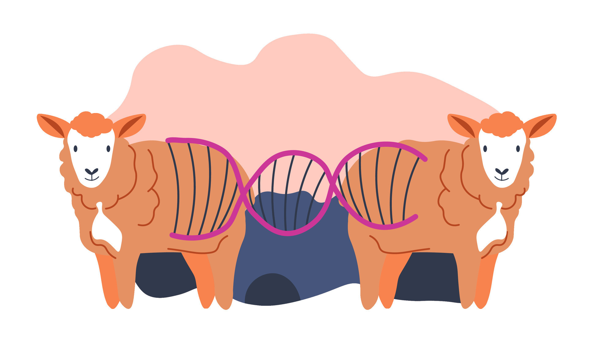 Cloning of animals, genetically modified sheep 33296083 Vector Art at ... Cloning of animals, genetically modified sheep 33296083 Vector Art at ...