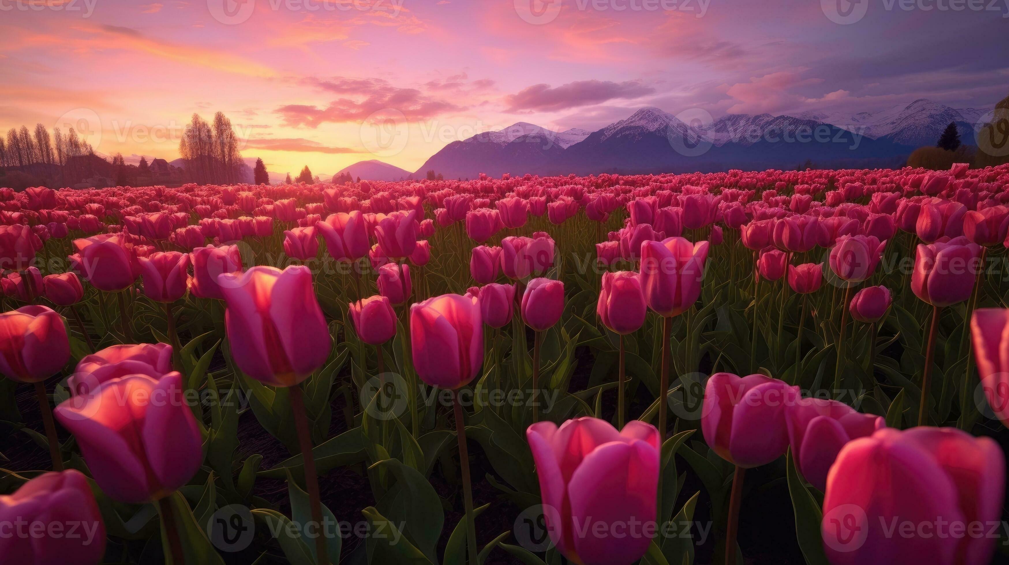 landscape of pink tulip fields, sunlight shining on tulip fields, and a mountain at sunset in ...