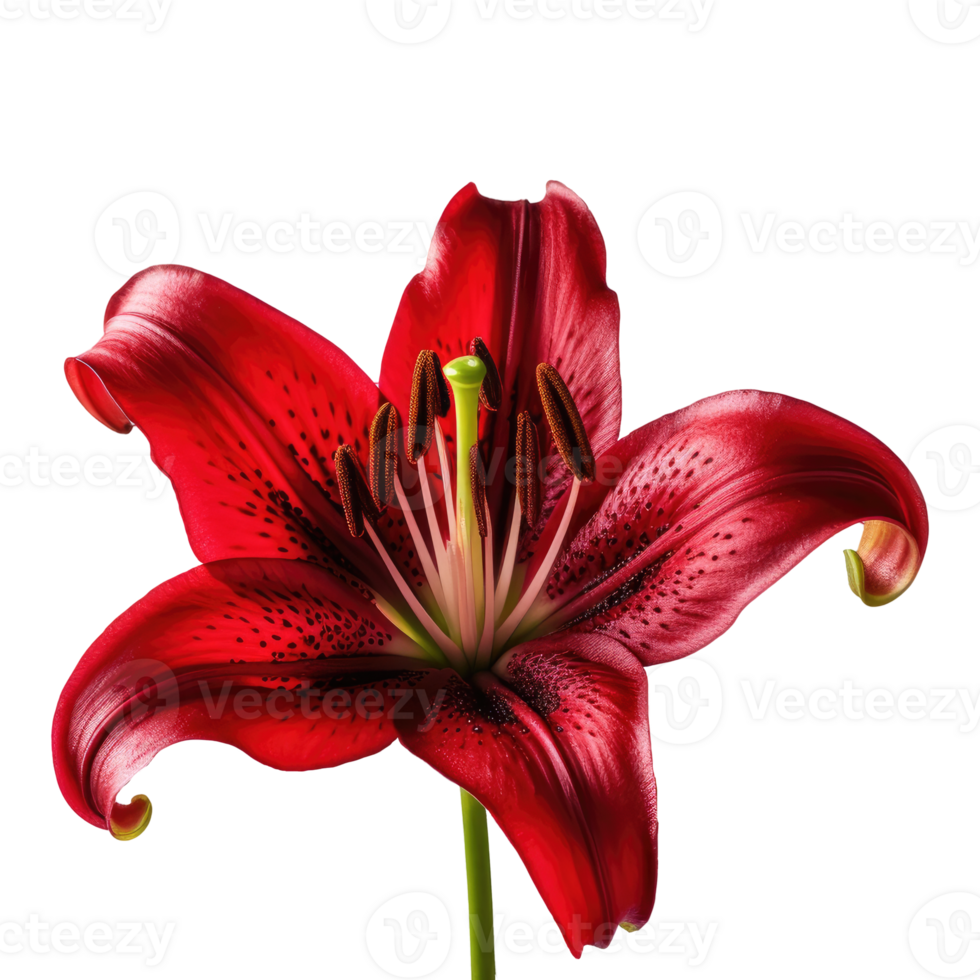 Red Lily flower, AI Generative 33356463 PNG Red Lily flower, AI Generative 33356463 PNG