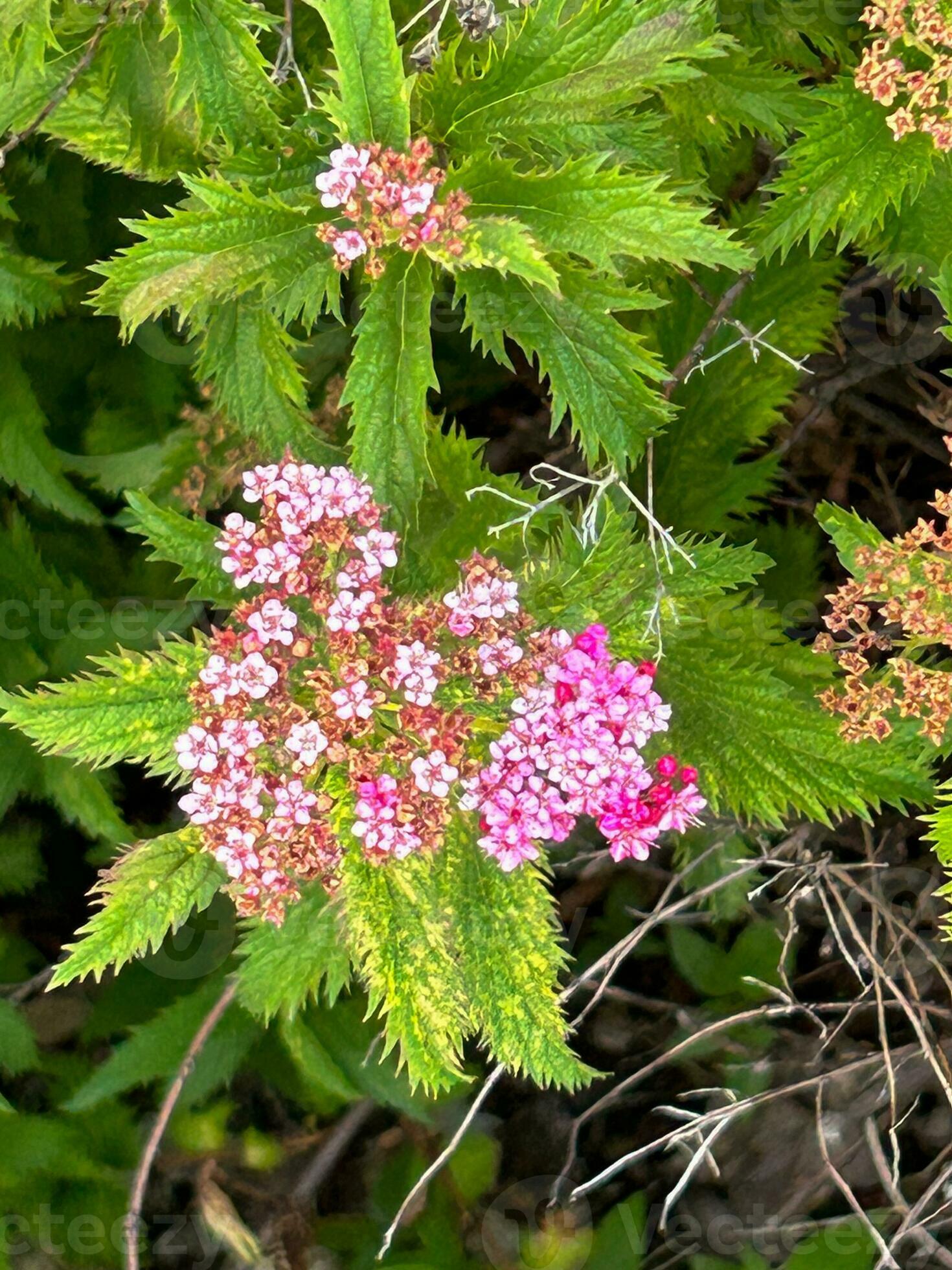 Bunch of pink flowers in summer time 33493239 Stock Photo at Vecteezy