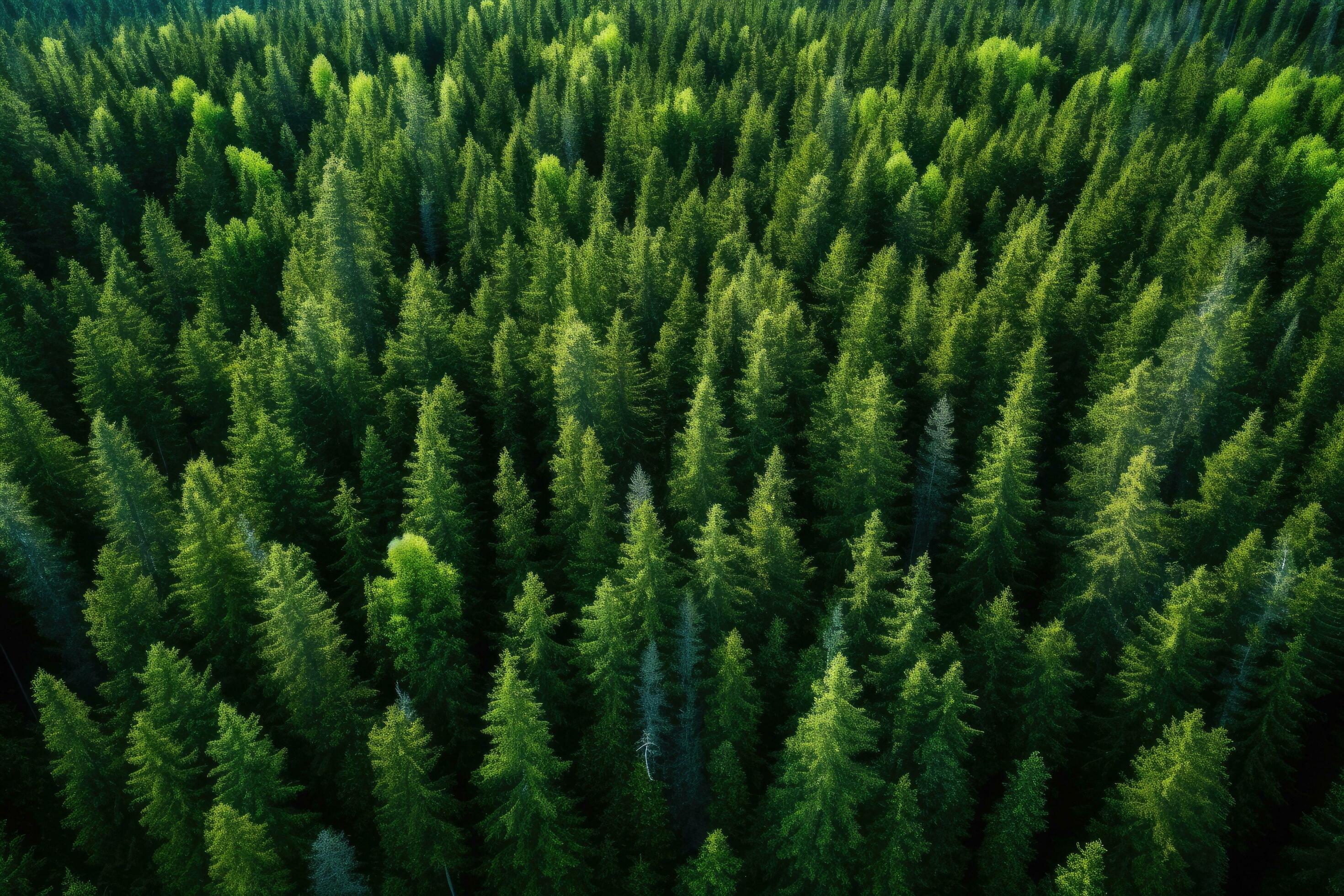 Aerial view of coniferous forest. Top view from drone, Aerial view of ...