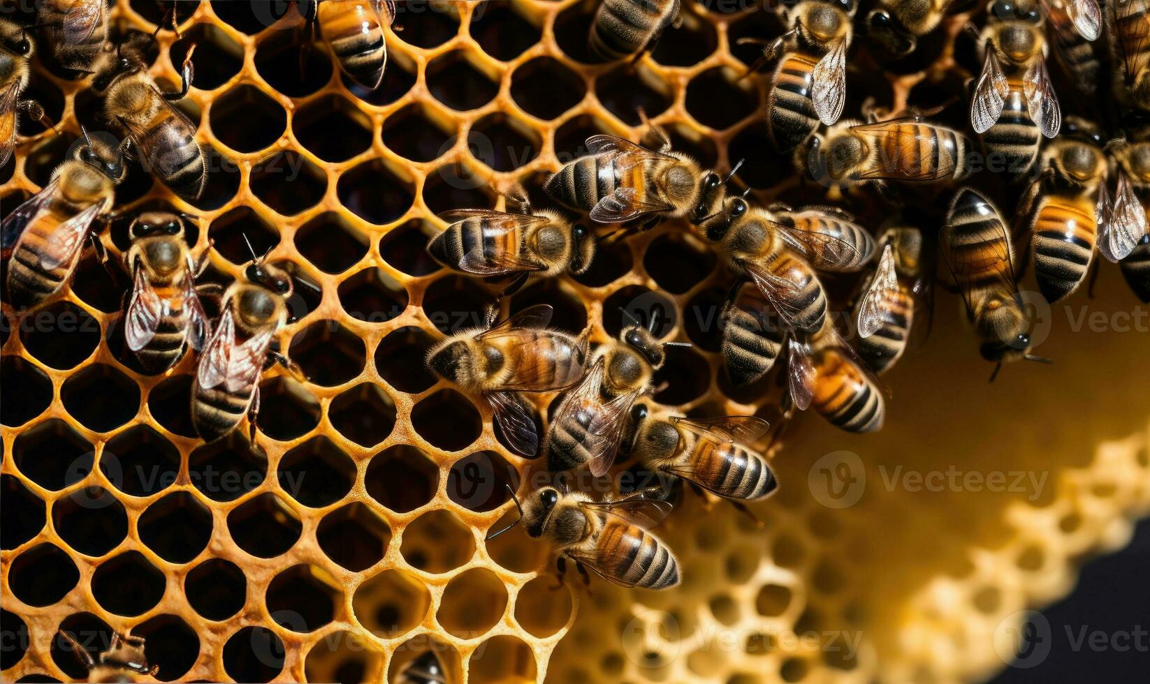 Busy bees diligently build honeycomb, a masterpiece of teamwork and ...