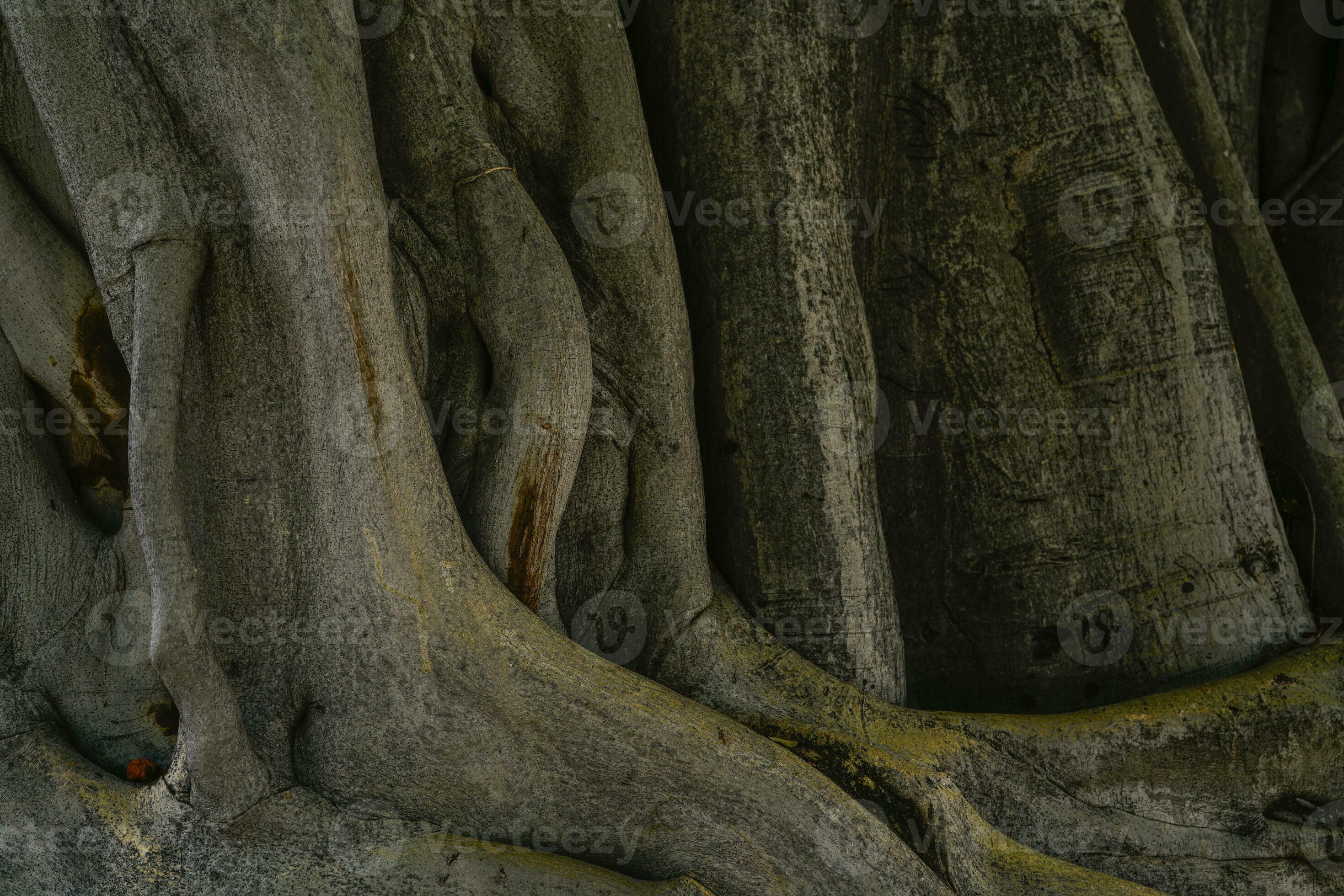 Closeup old trunk and root of banyan tree. Large tree trunk in tropical ...