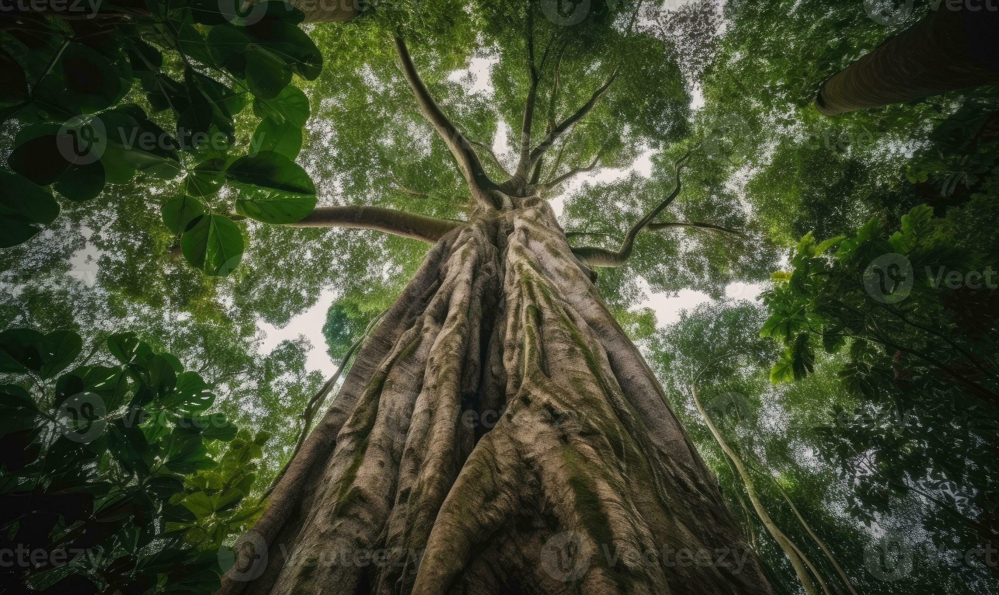Standing in awe of a towering tree in the wild Creating using generative AI tools 33527452 Stock ...