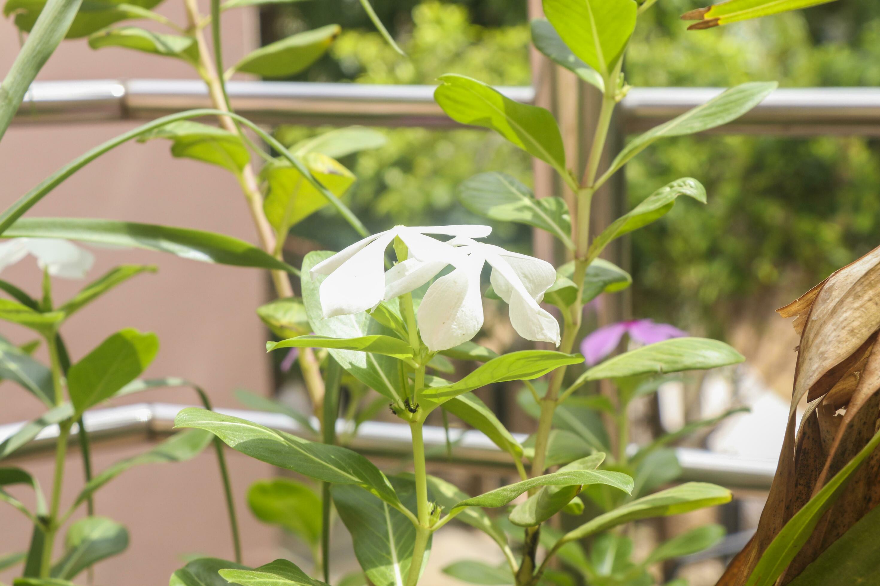 White flowers of star jasmine or false jasmine climbing vine or Trachelospermum jasminoides ...