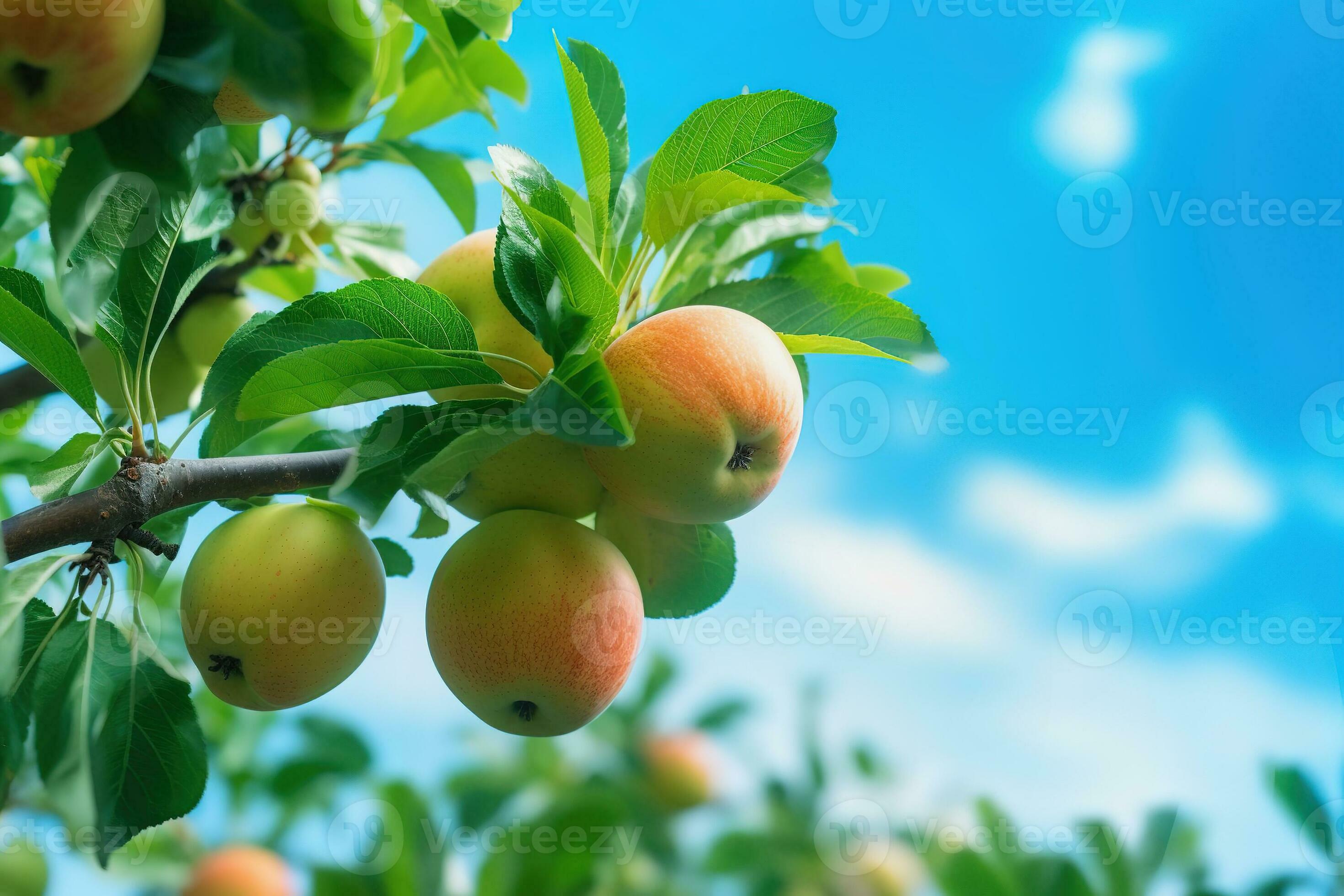 AI Generated Apple tree branches, leaves and fruit closeup, view from ground, blue sky ...
