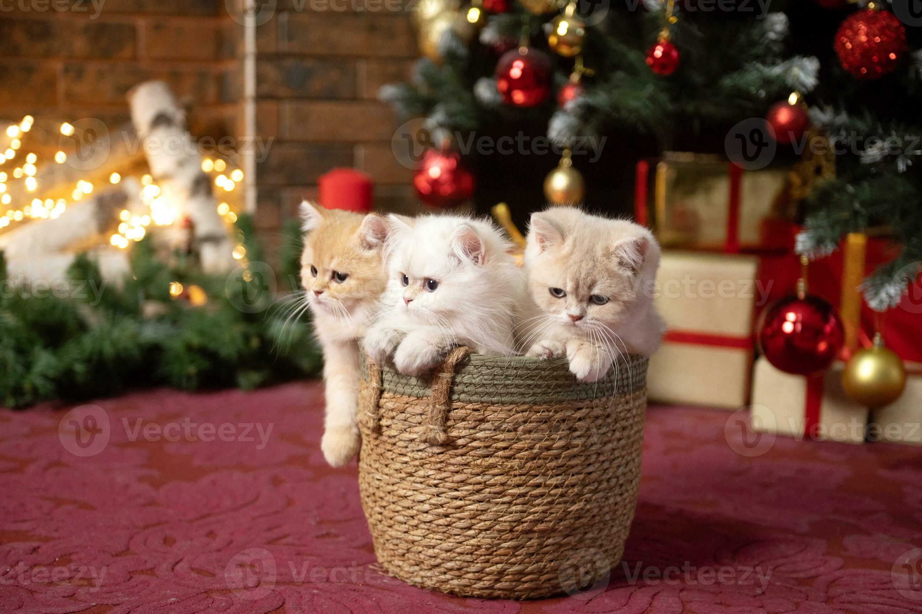 Three British chinchilla kittens are sitting in a basket under a ...