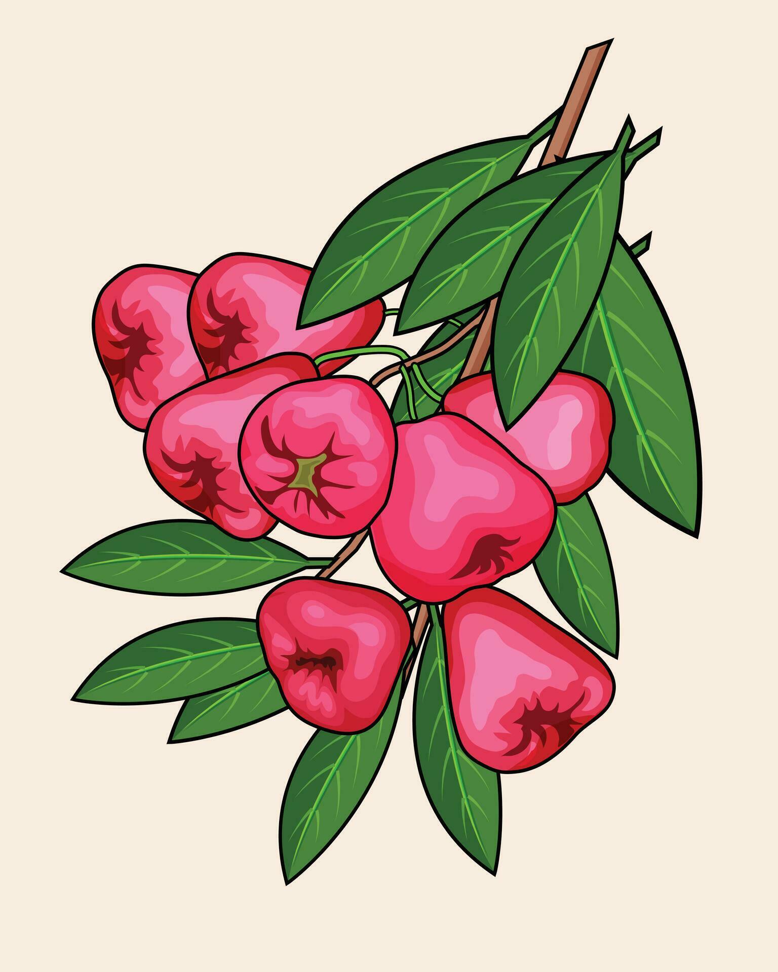 red rose apples, red guava, Java apple or water apple for background ...