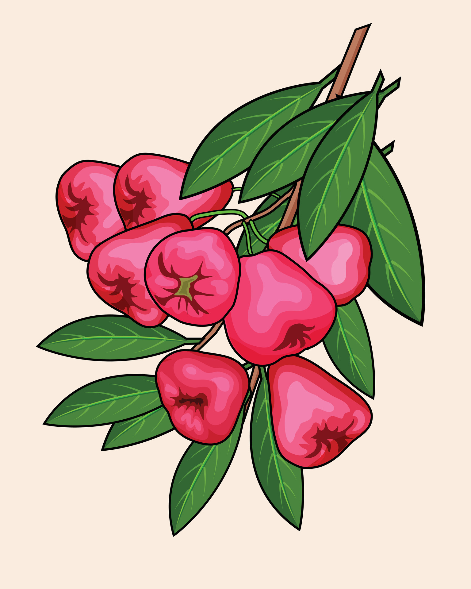 red rose apples, red guava, Java apple or water apple for background design. 33950790 Vector Art ...