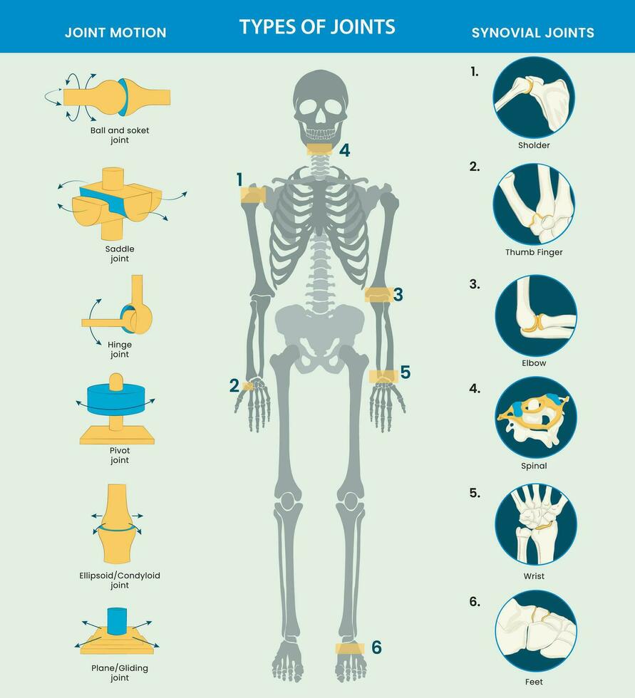 Types of Human body joints consist Ball, hinge, pivot, gliding, and ... Types of Human body joints consist Ball, hinge, pivot, gliding, and ...