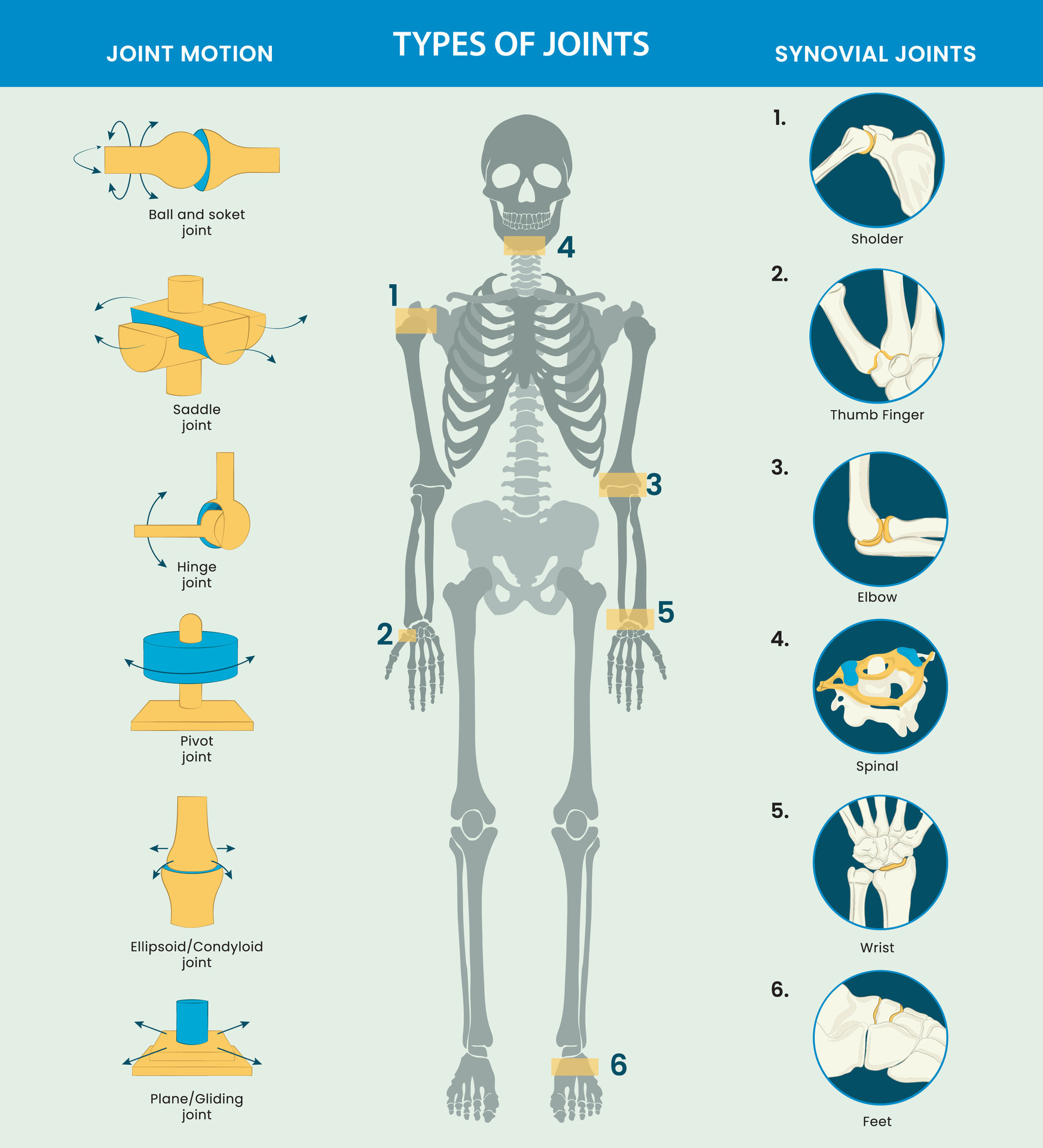 Types of Human body joints consist Ball, hinge, pivot, gliding, and ... Types of Human body joints consist Ball, hinge, pivot, gliding, and ...
