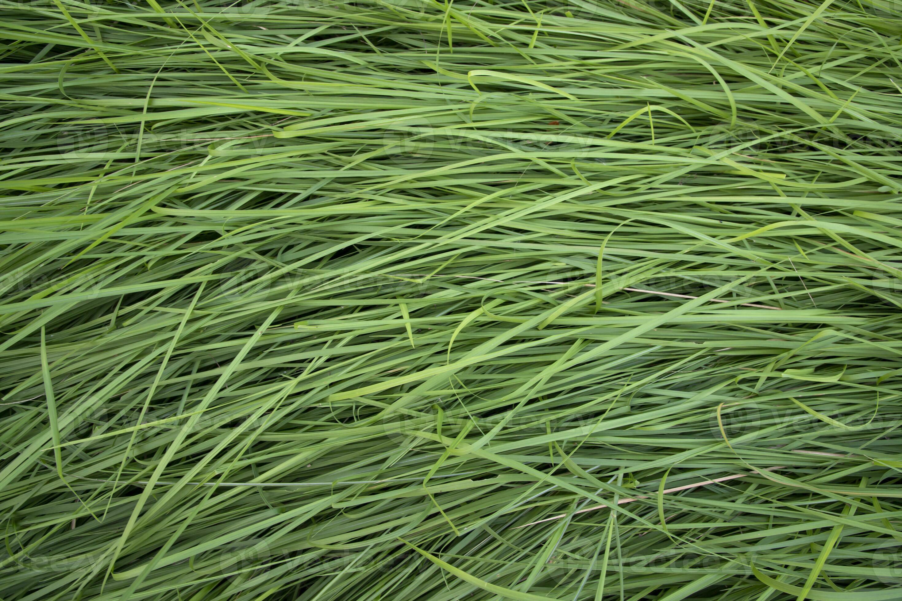 Green Long Grass Pattern Texture Can Be Used As A Natural Background Wallpaper 33954224 Stock