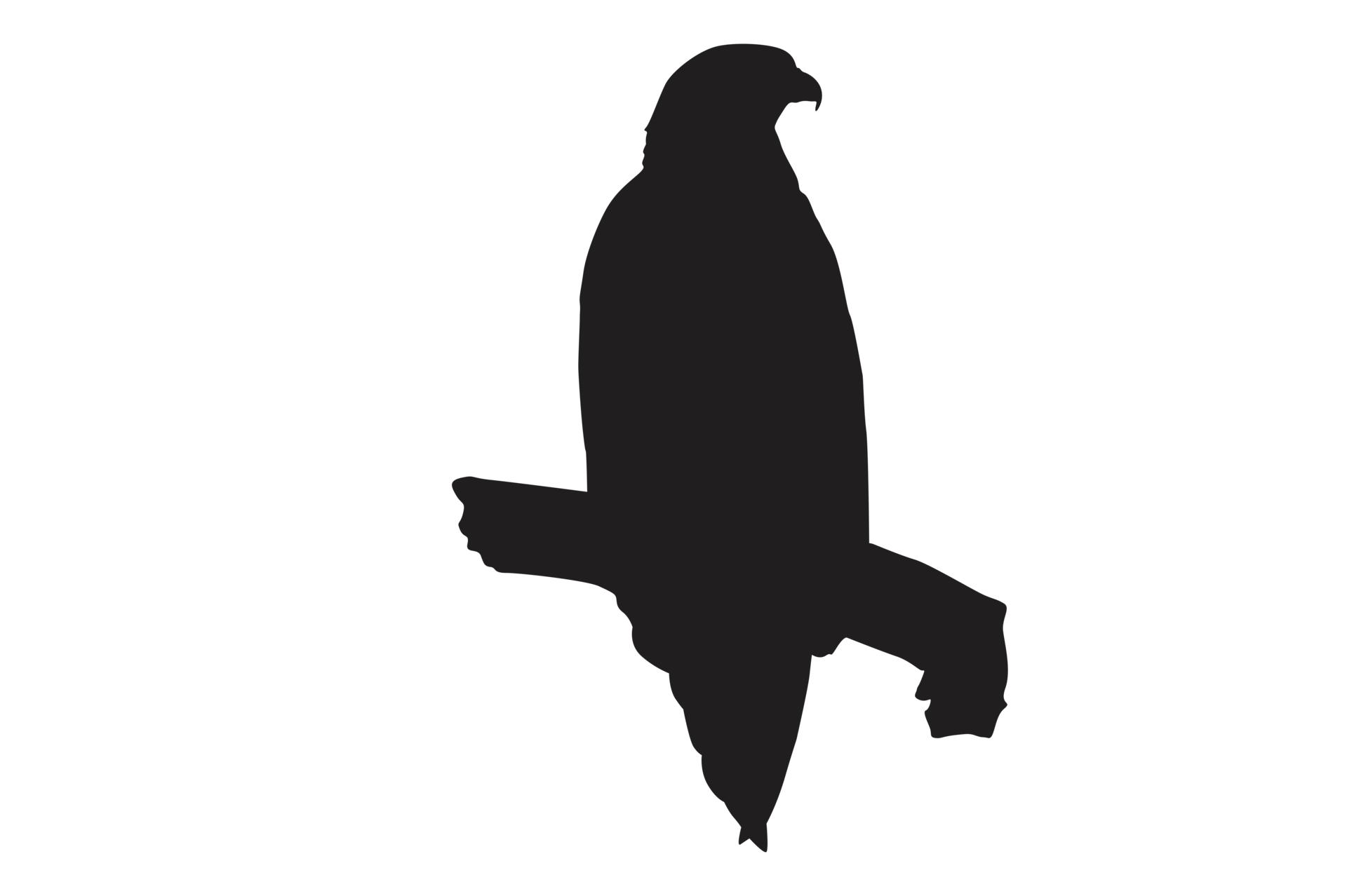 Pose Of Eagle Silhouette With Transparent Background 33982556 PNG