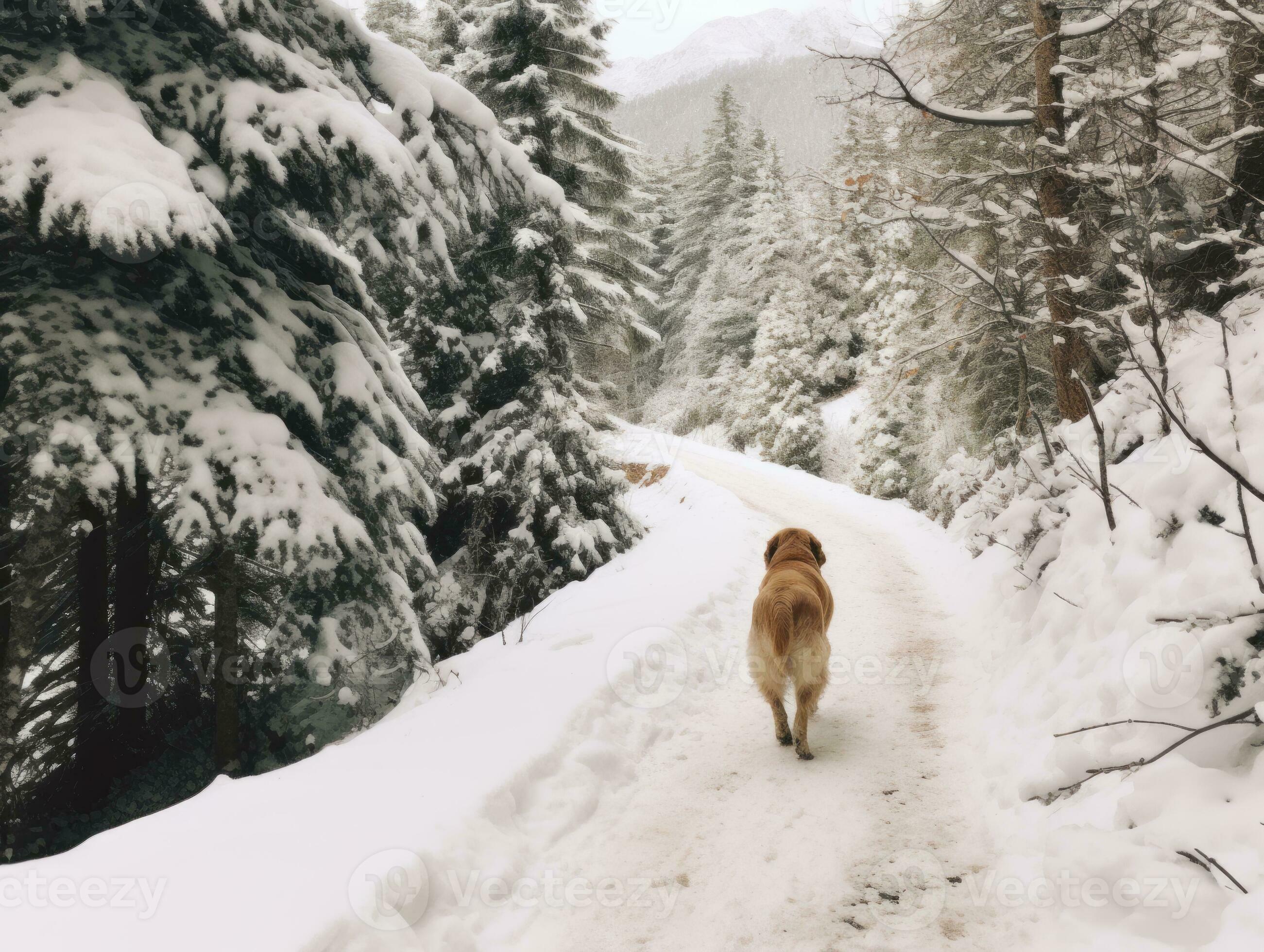 Dog during a winter walk AI Generative 34080034 Stock Photo at Vecteezy