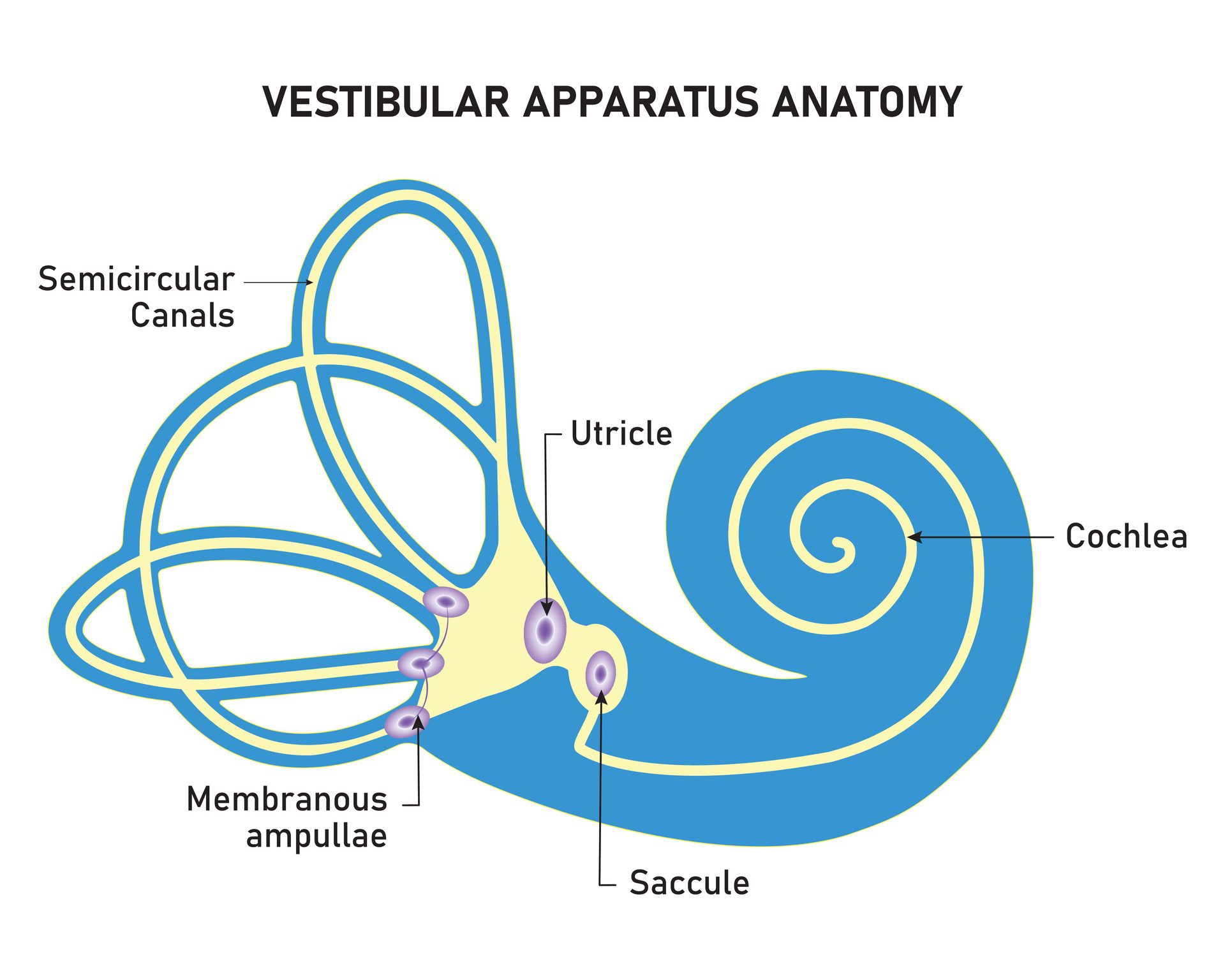 Vestibular Apparatus Anatomy Science Design Vector Illustration 34201607 Vector Art At Vecteezy