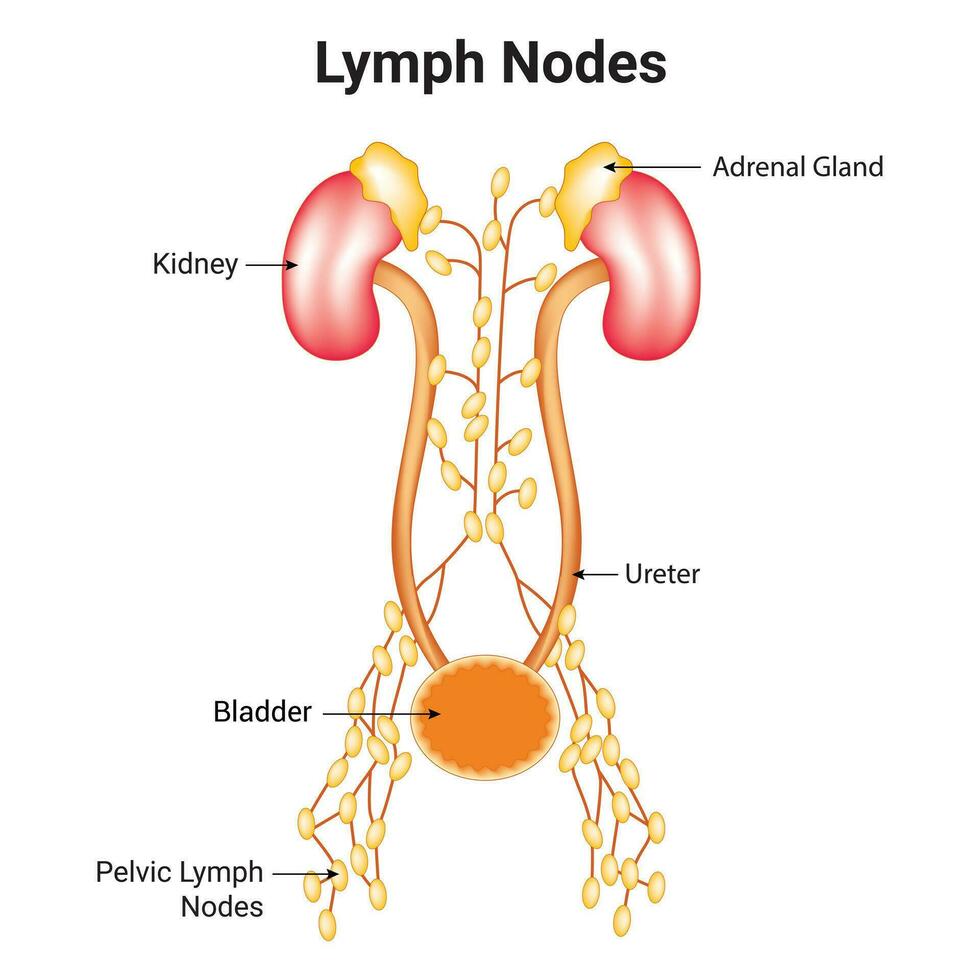 Lymph Nodes Science Design Vector Illustration Diagram 34201618 Vector ... Lymph Nodes Science Design Vector Illustration Diagram 34201618 Vector ...