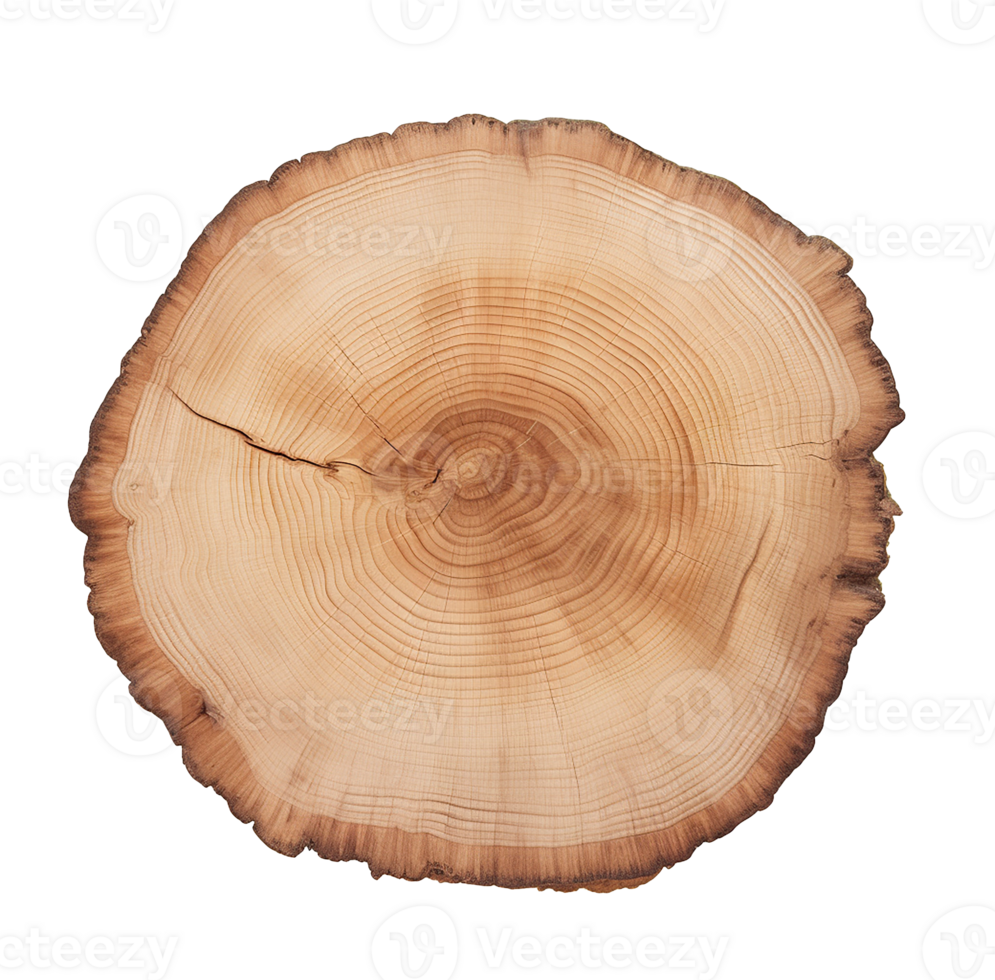 cutting down a tree. round cut of a tree with annual rings. lumber, wood. AI generated 34345479 PNG