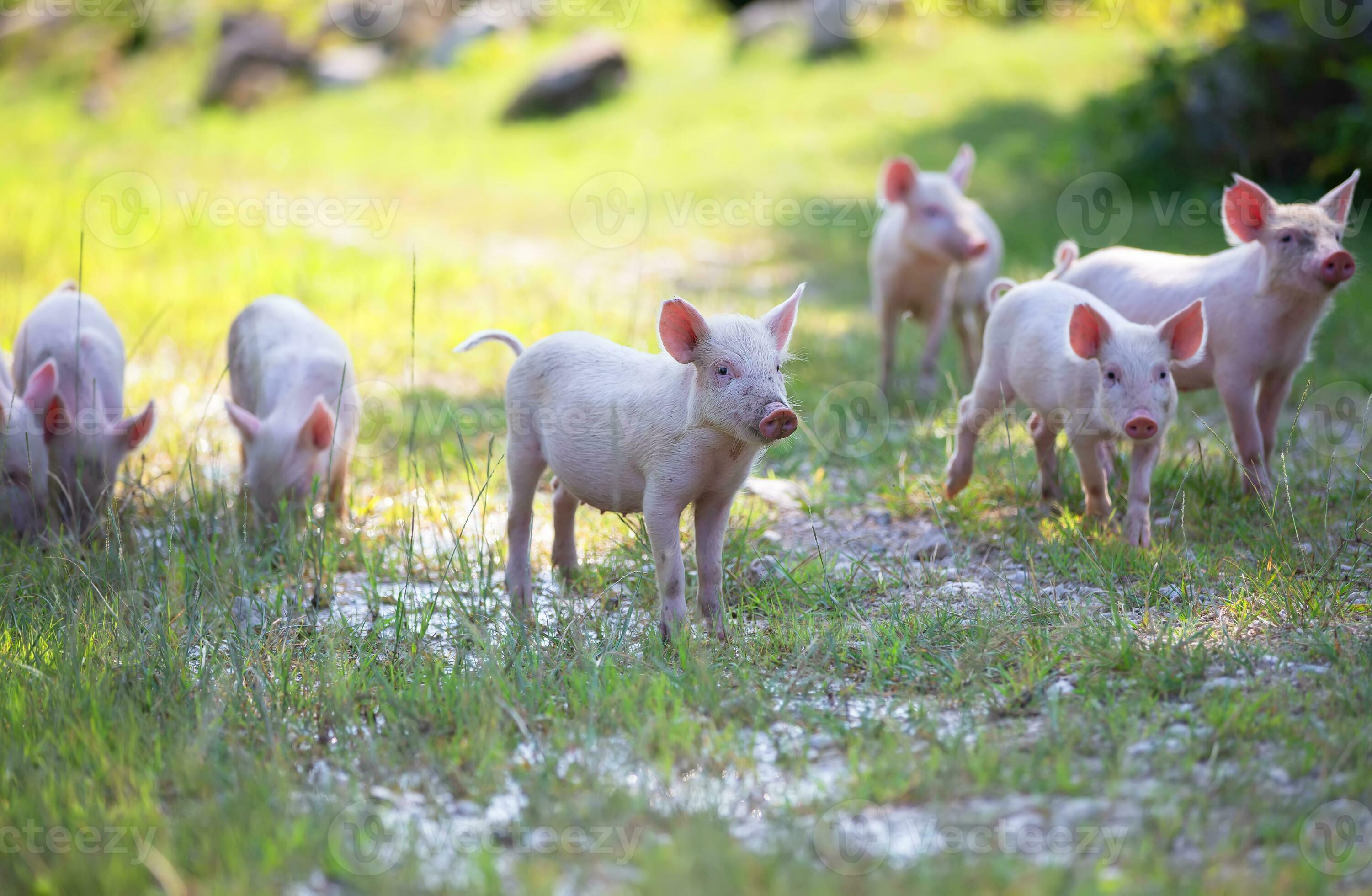 Funny little piglets walk in nature.Funny little piglets walk in nature. A group of pink cute ...