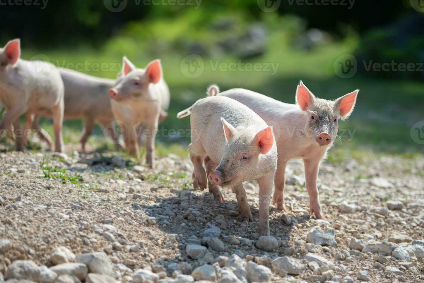 Funny little piglets walk in nature.Funny little piglets walk in nature. A group of pink cute ...