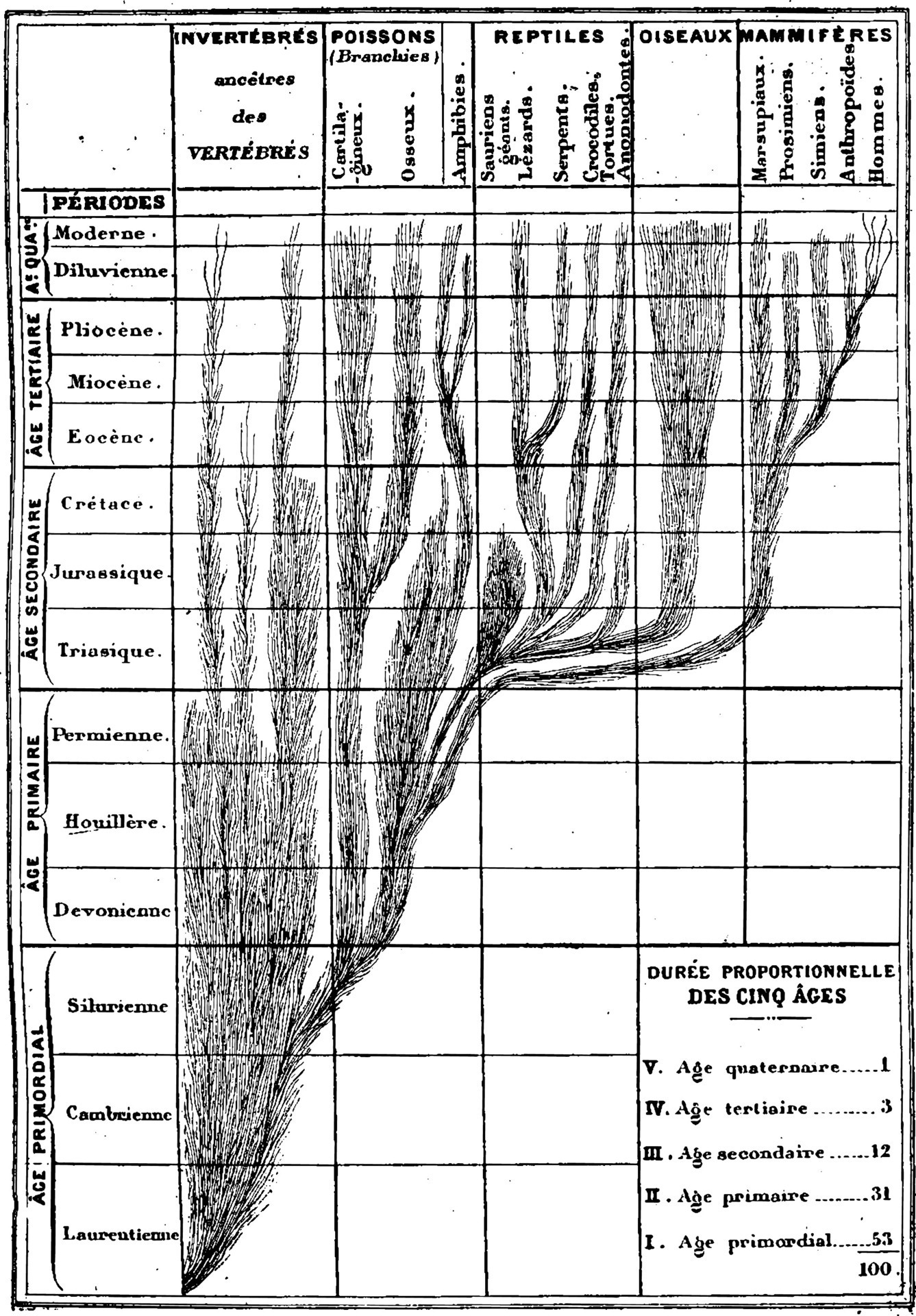Correspondence between the development of the animal and the succession ... Correspondence between the development of the animal and the succession ...