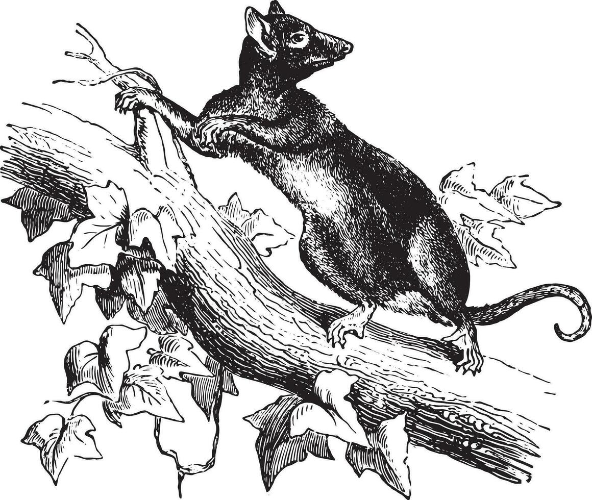Opossum Or Possum Vintage Engraving 34509902 Vector Art At Vecteezy