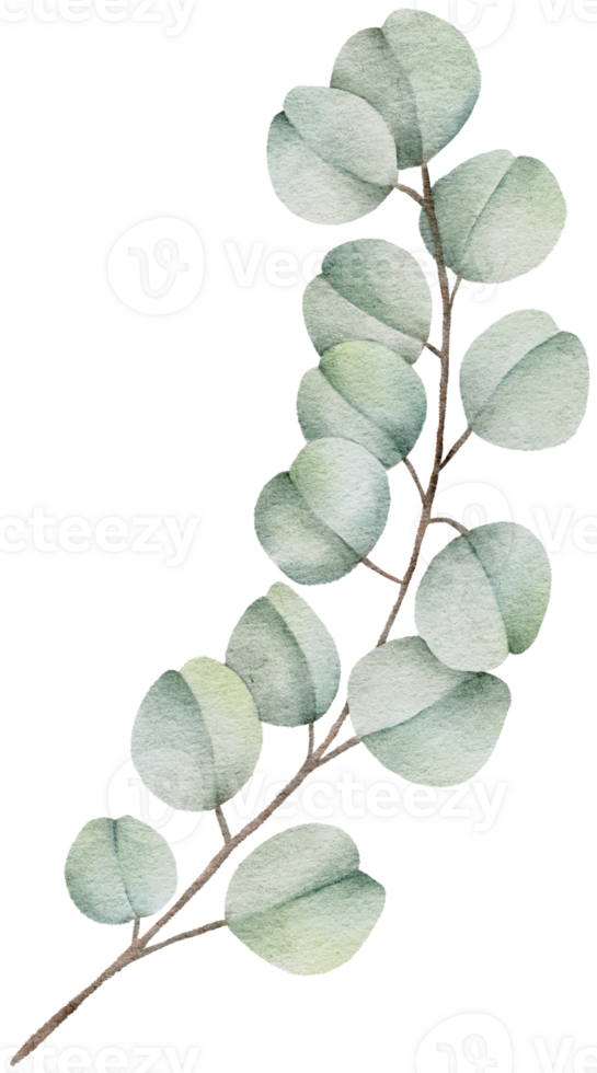 Watercolor Eucalyptus Leaf Clip Art 34597940 Png