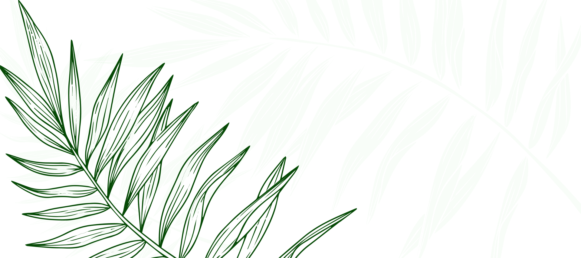 Green Palm Leaf Outline Abstract Background Wallpaper 34619294 Png