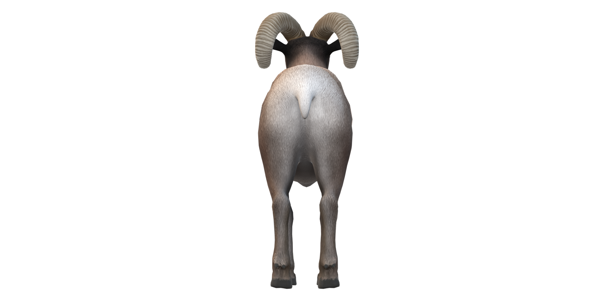 Ram isolated on a Transparent Background 34713369 PNG Ram isolated on a Transparent Background 34713369 PNG