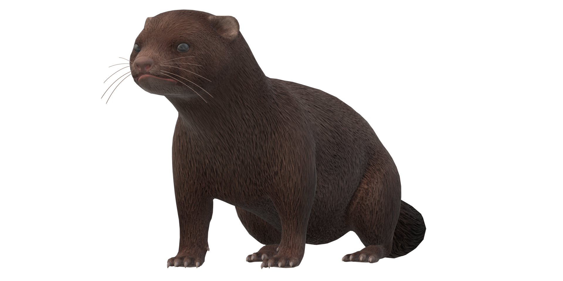 vison isolé sur une transparent Contexte 34713375 PNG