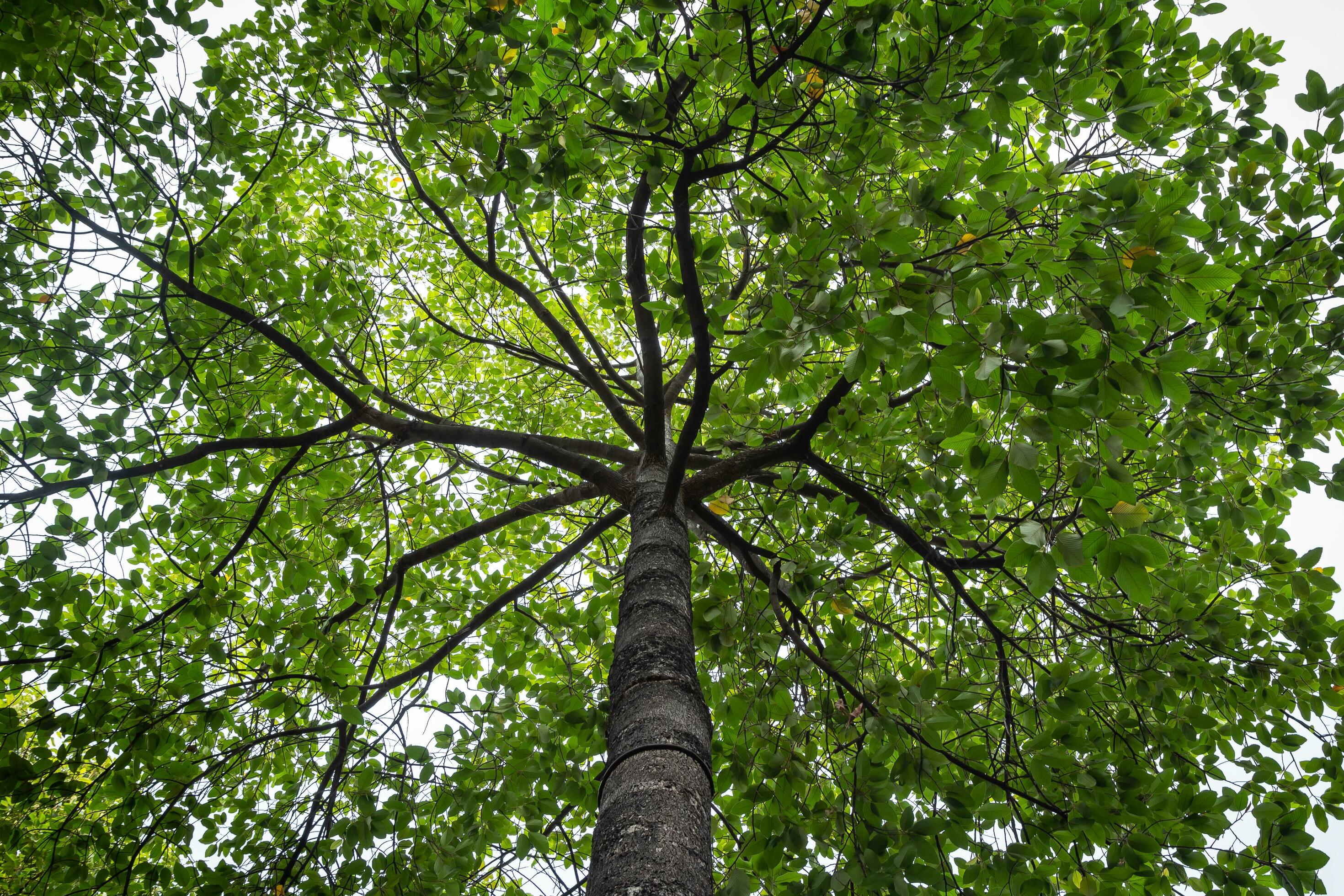 Big tree Dipterocarpus Alatus trunk and branch in low angle view. View ...