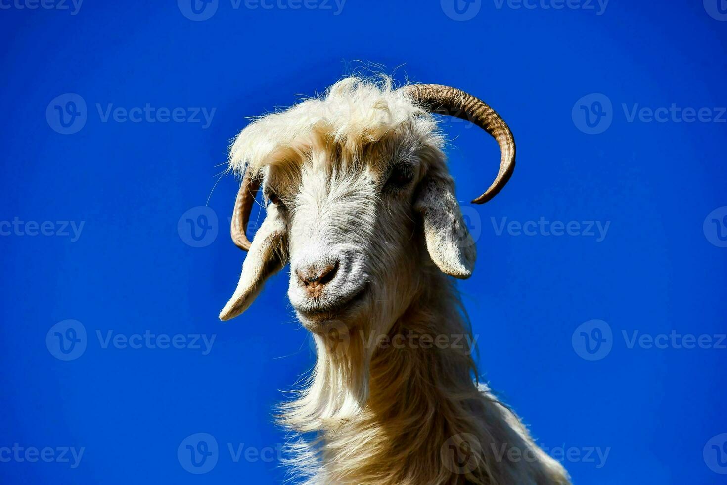 goat face close-up 34745311 Stock Photo at Vecteezy goat face close-up 34745311 Stock Photo at Vecteezy