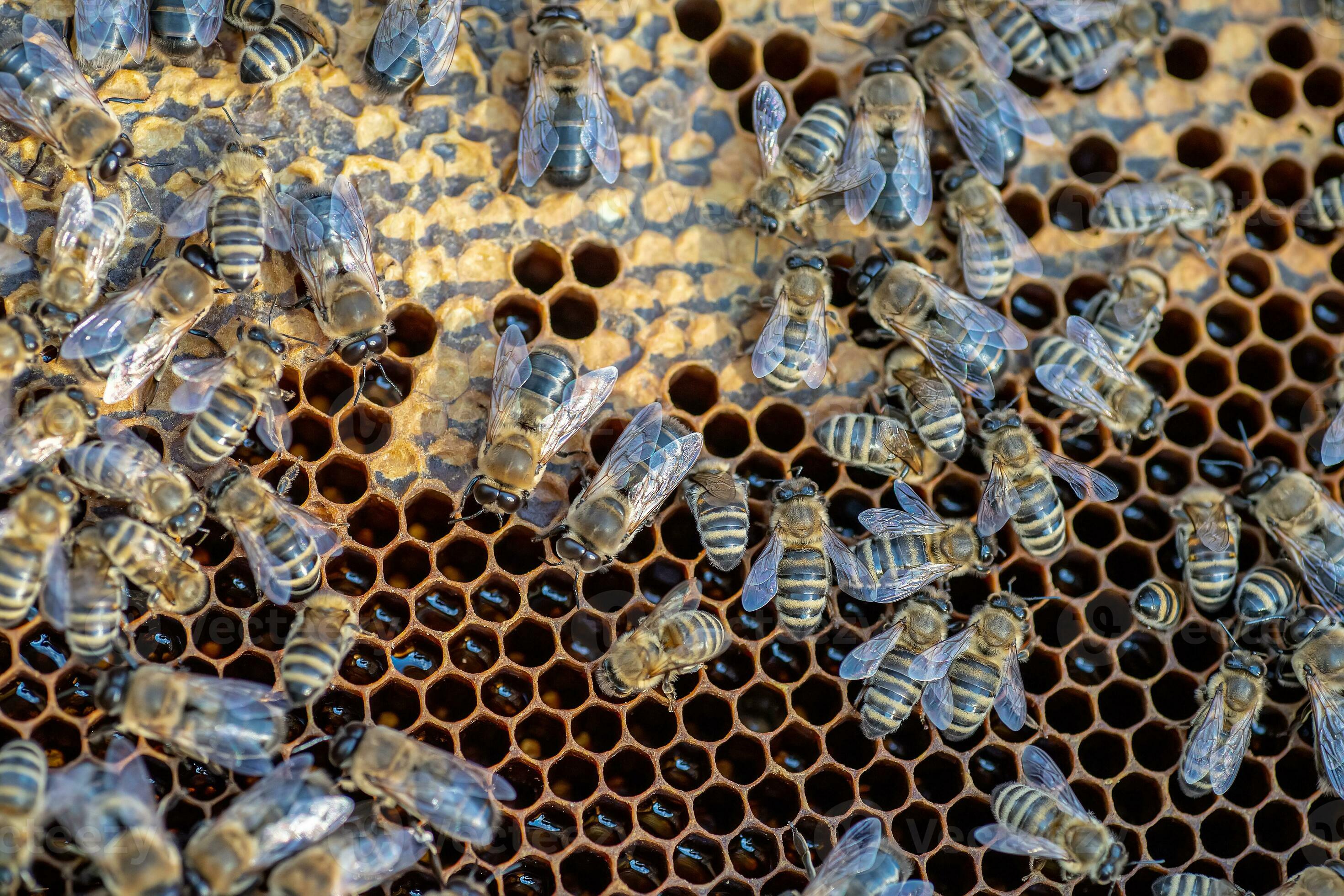 Drones On A Wax Frame Surrounded By Bee Colonies Beekeeping Growing Drones To Select Sperm