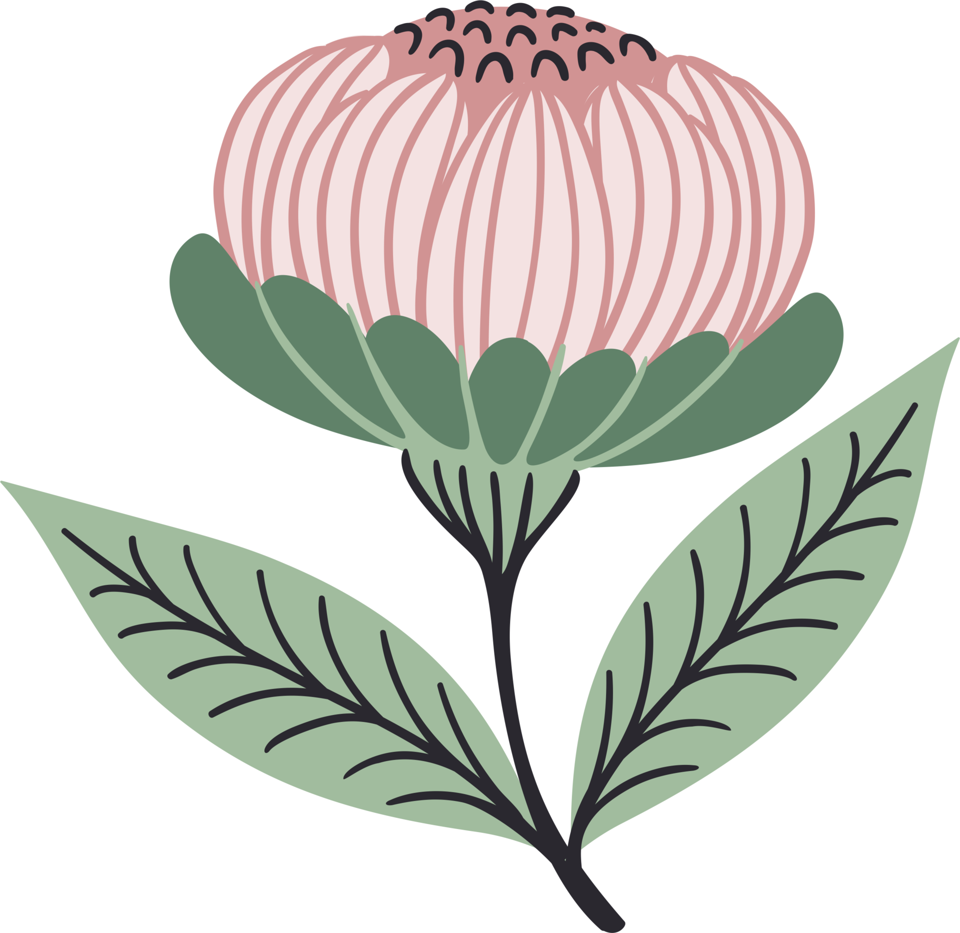 Flor Rosa Ilustración 34805845 Png