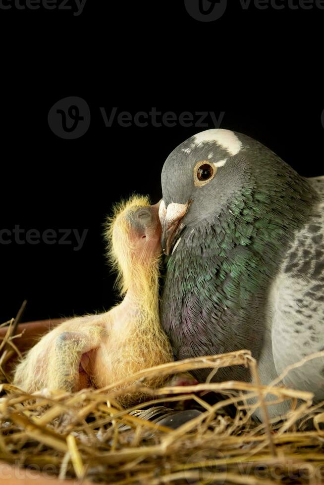 homing pigeon feeding crop milk to hatch in nest 34821840 Stock Photo at Vecteezy