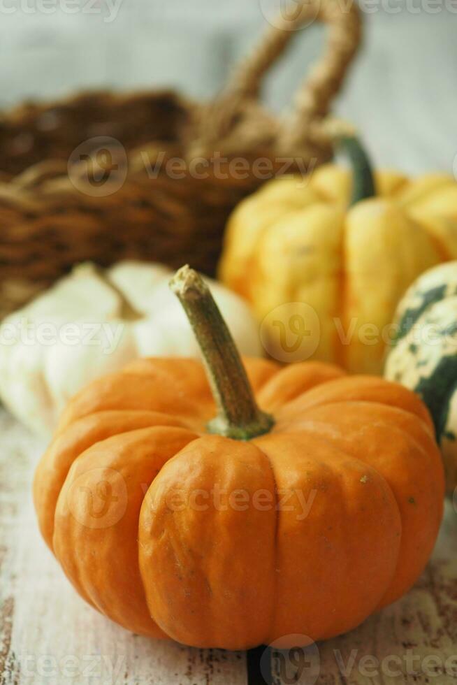 Different Types Of Mini Pumpkins Color Background 34869129 Stock Photo different-types-of-mini-pumpkins-color-background-34869129-stock-photo