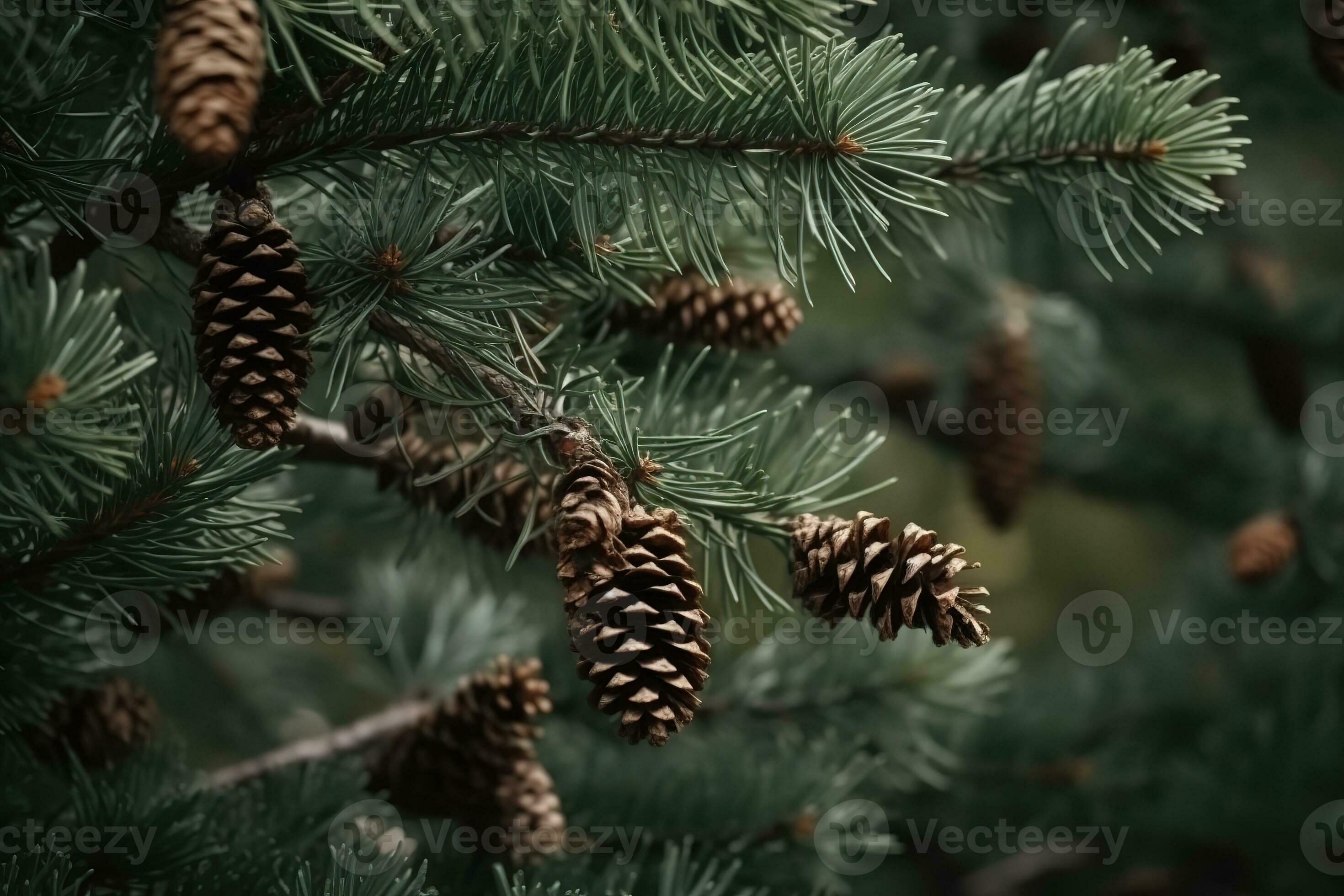 AI generated pine cones on a pine tree 34873663 Stock Photo at Vecteezy