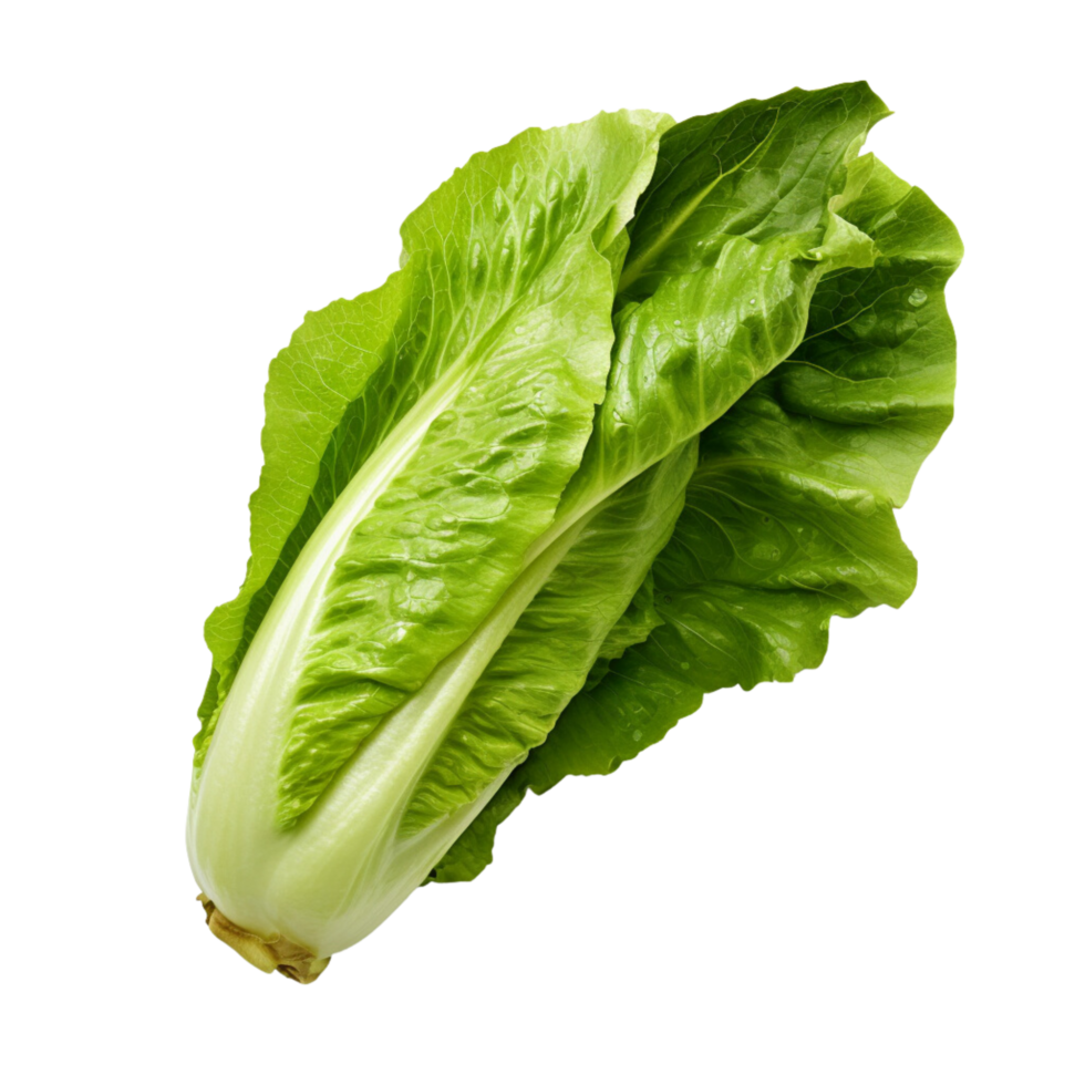 AI generated Romaine lettuce clip art 34926076 PNG